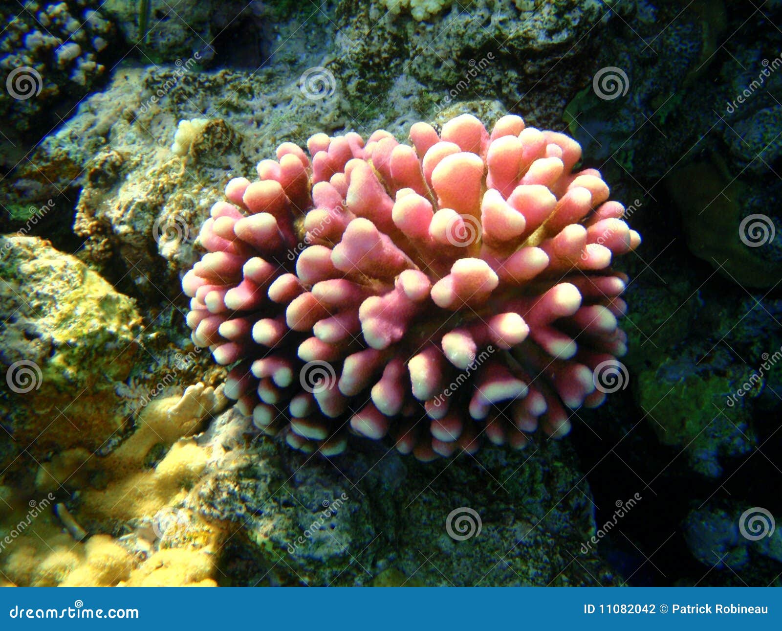Pink Coral reef stock photo. Image of school, bleu, sheikh - 11082042