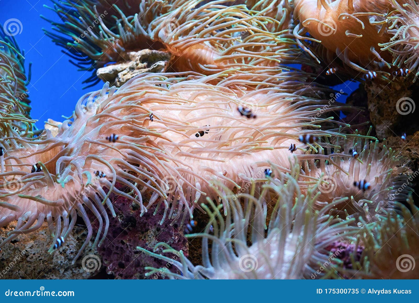 Pink Coral Underwater Landscape Stock Image - Image of fish, coral ...