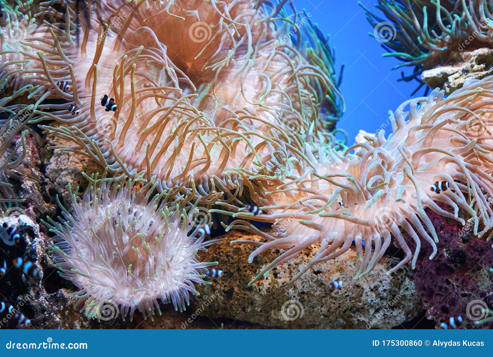 Pink Coral Underwater Landscape Stock Photo - Image of aquatic, dive ...