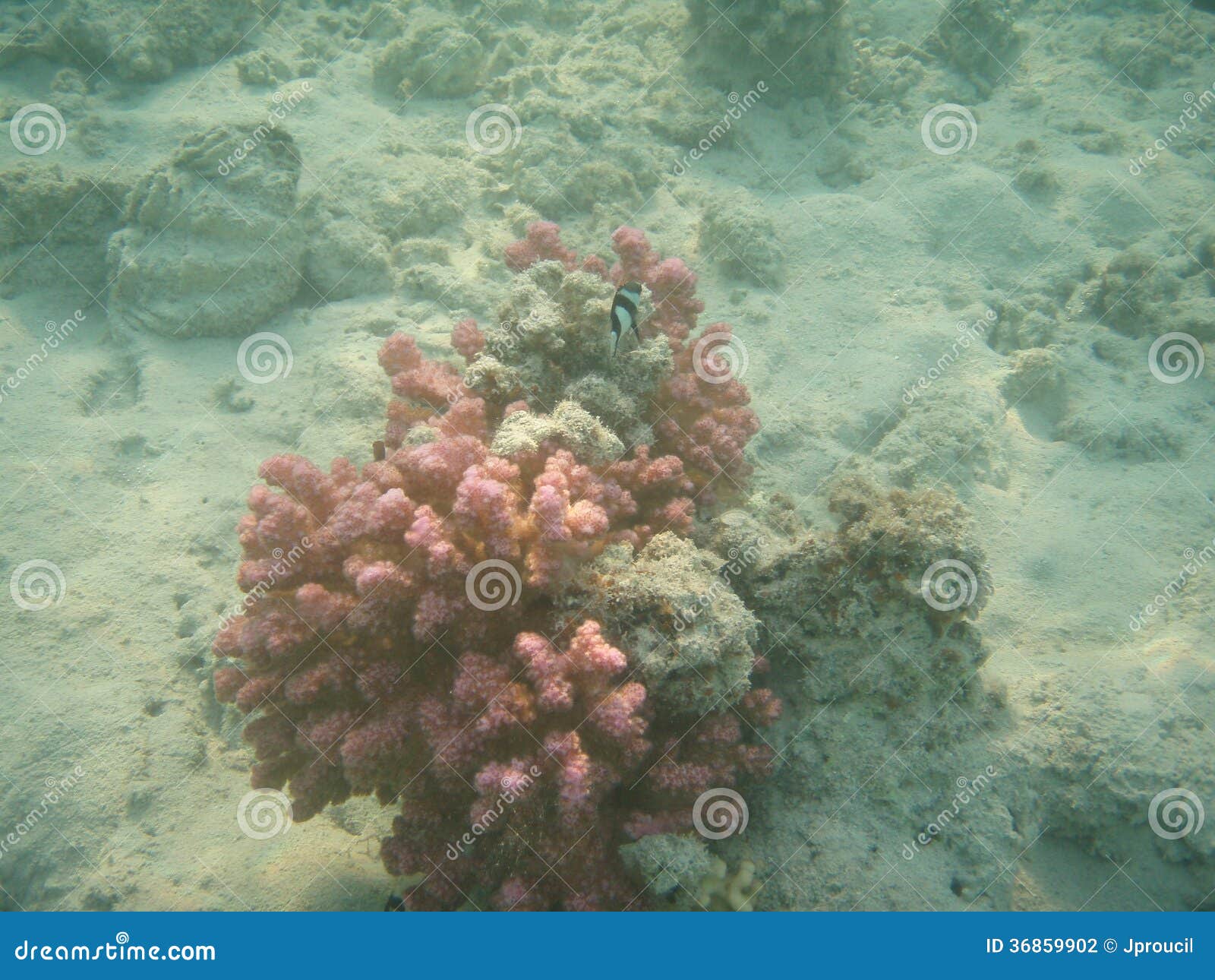 Pink coral stock photo. Image of ocean, undersea, stone - 36859902