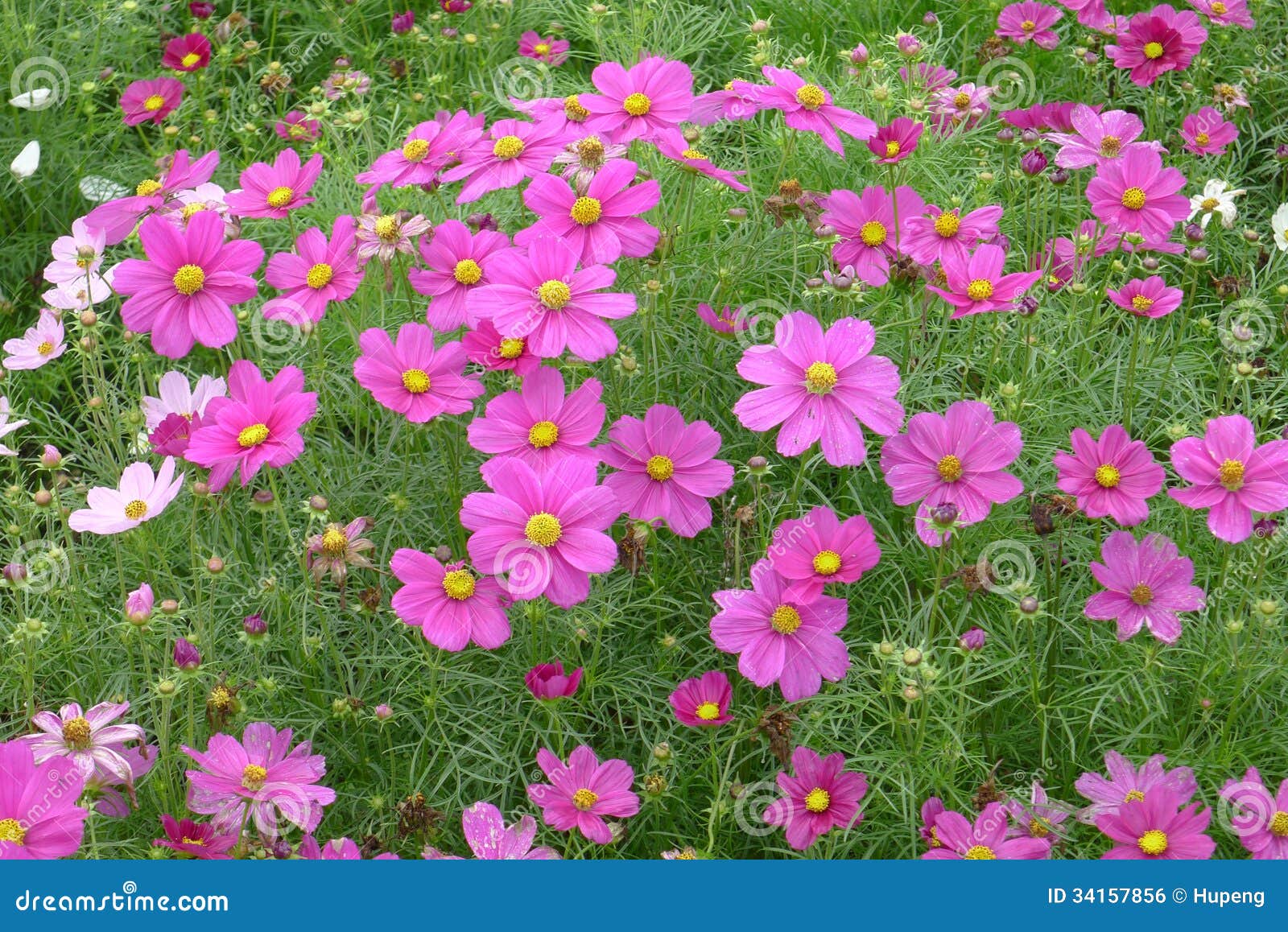 Pink coreopsis flowers stock photo. Image of beautiful - 34157856