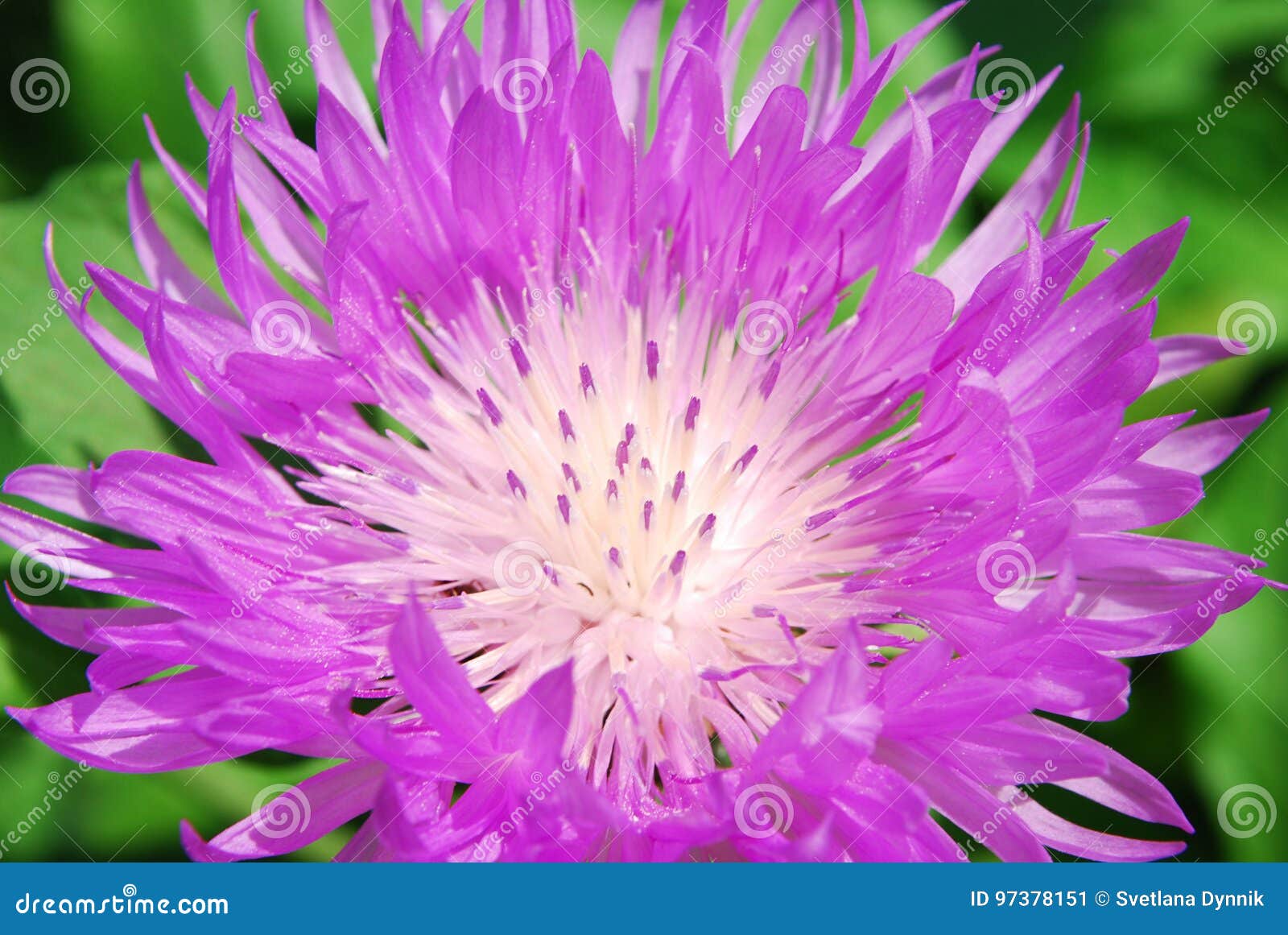 Pink corn-flower stock image. Image of green, petals - 97378151