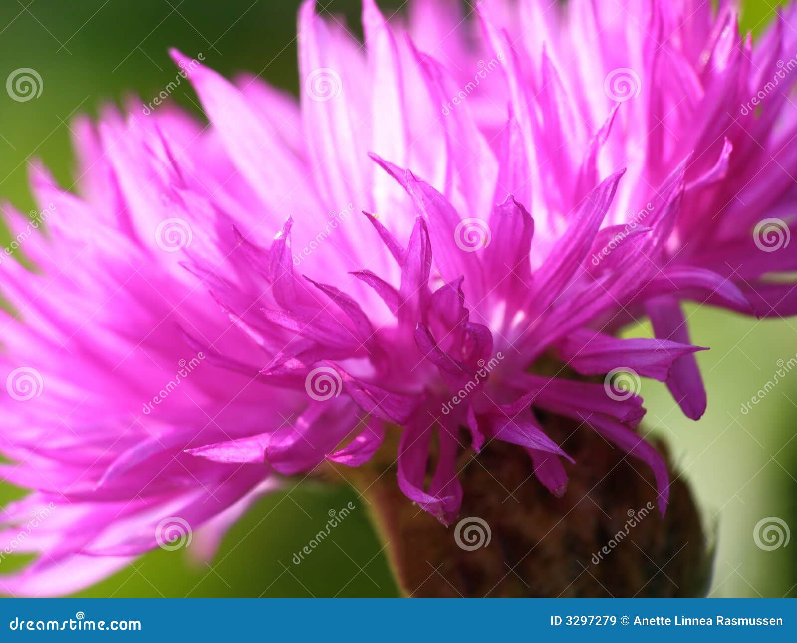 Pink cornflower stock image. Image of blossom, centaurea - 3297279