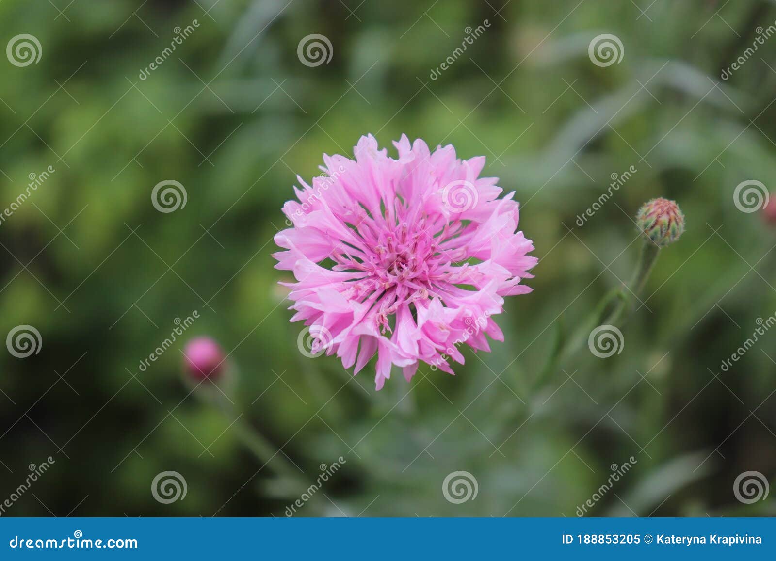 Pink cornflower stock image. Image of gardening, green - 188853205