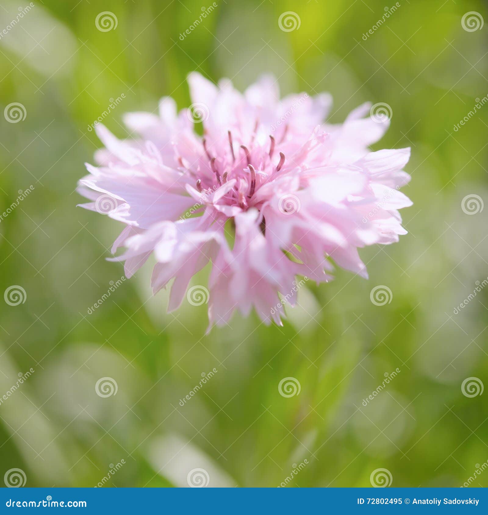Pink Cornflower in Pastel Colors Stock Image - Image of bright, nature ...