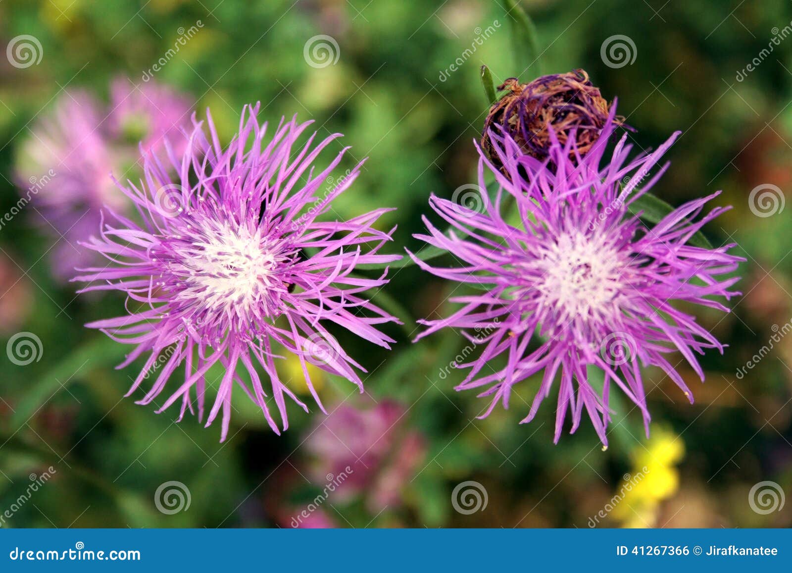 Pink cornflower stock photo. Image of dusty, pink, centaury - 41267366