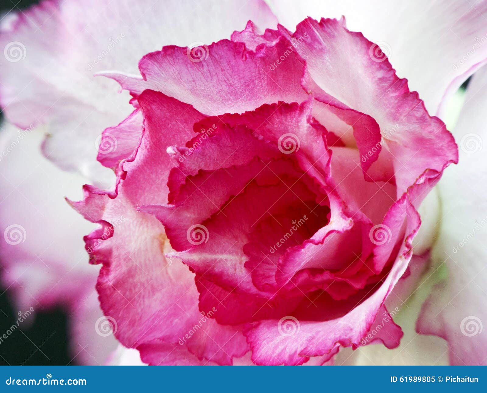 Pink corollas stock image. Image of evergreen, corolla - 61989805