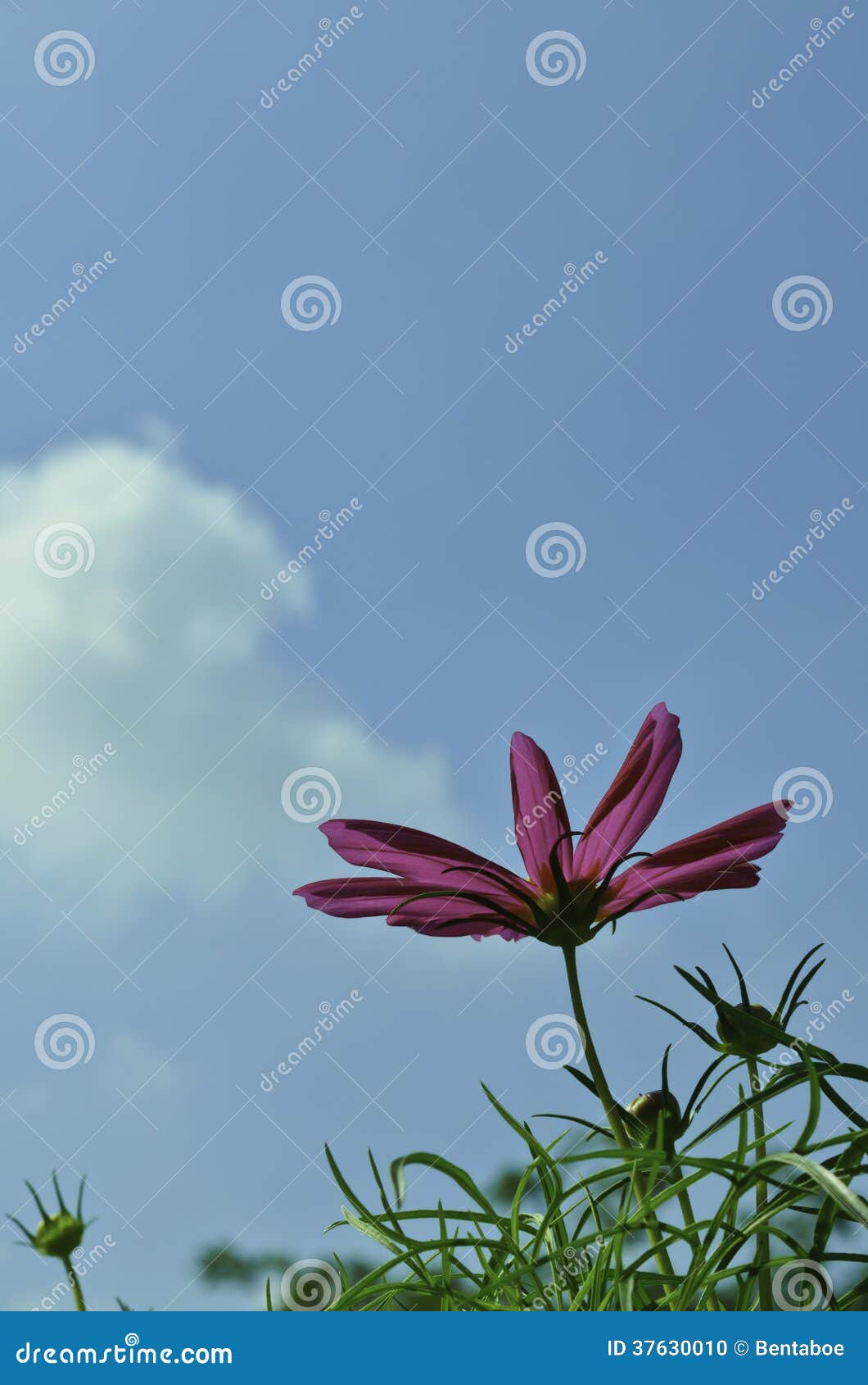 Pink cos mos flower stock photo. Image of meadow, daisy - 37630010