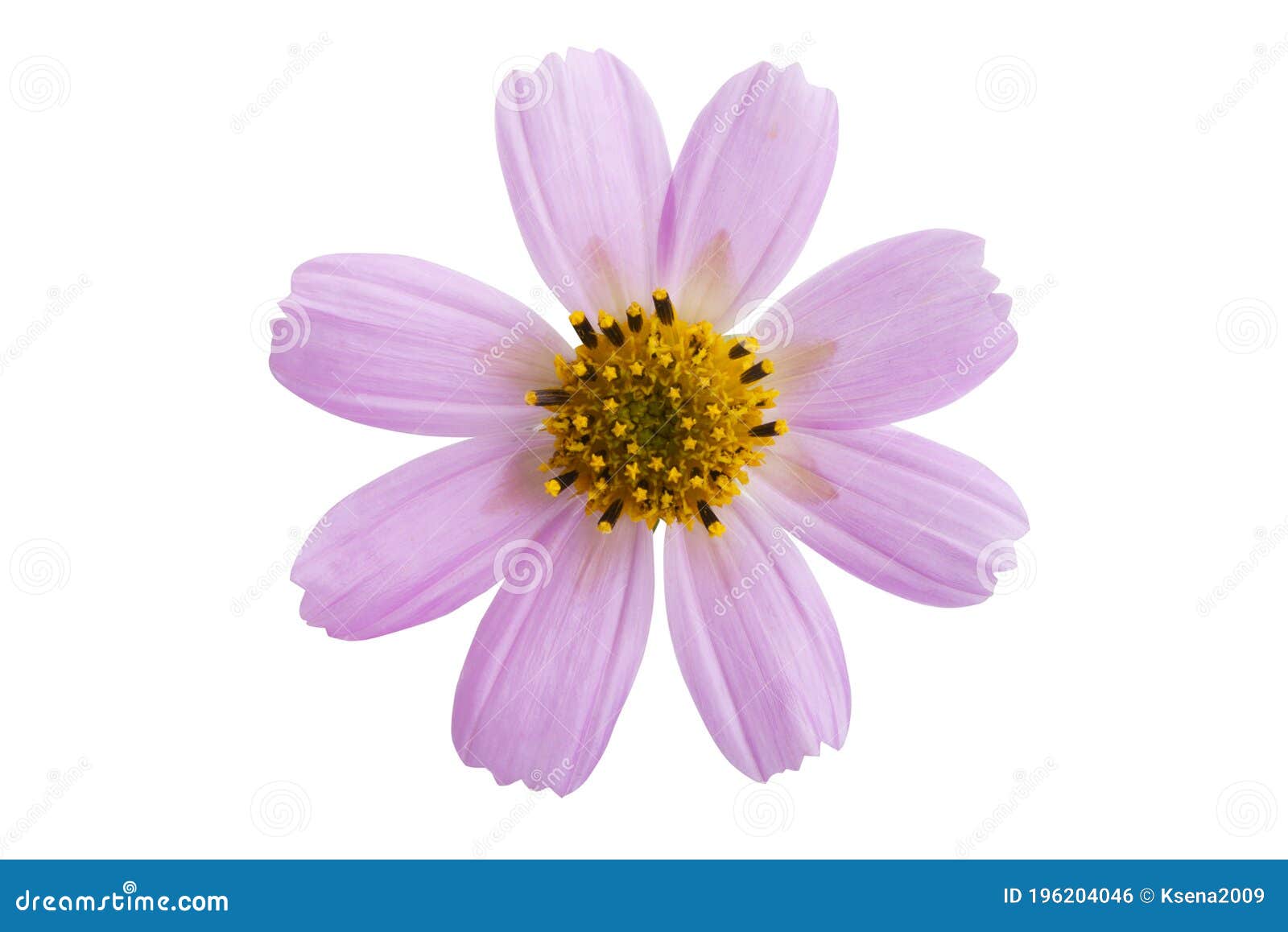 Pink Cosmea Flower Isolated Stock Photo - Image of petal, color: 196204046