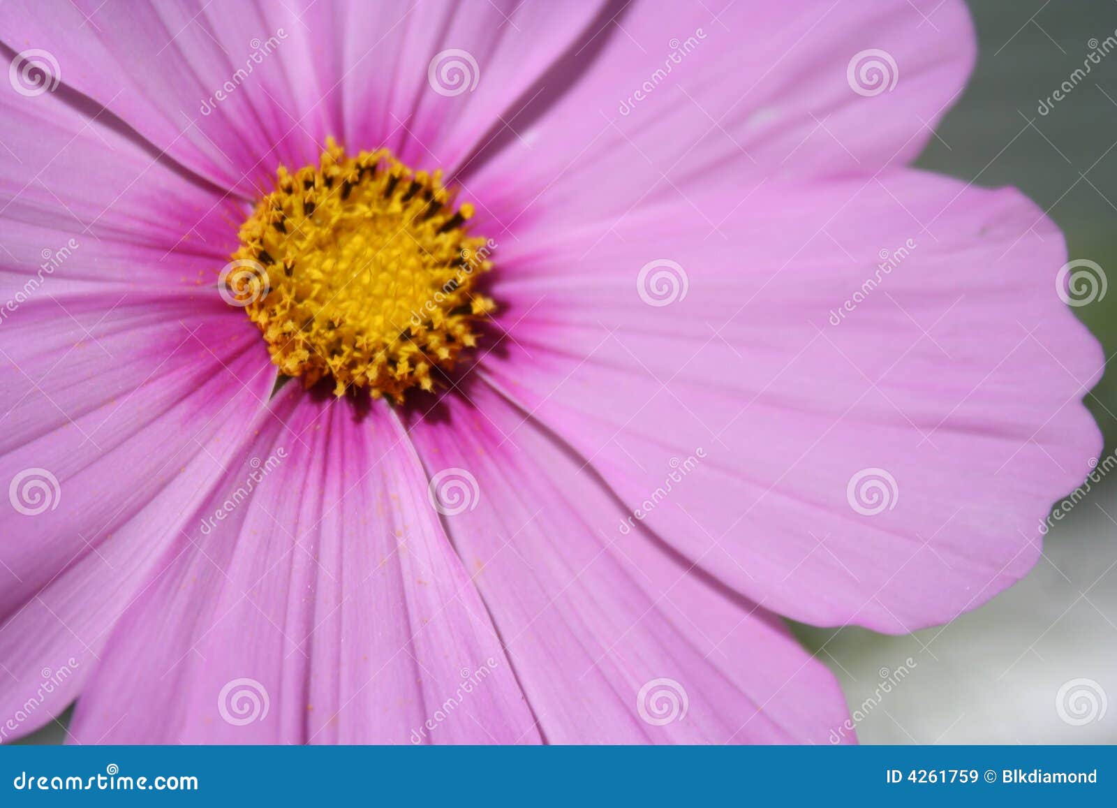 Pink Cosmo Picture. Image: 4261759