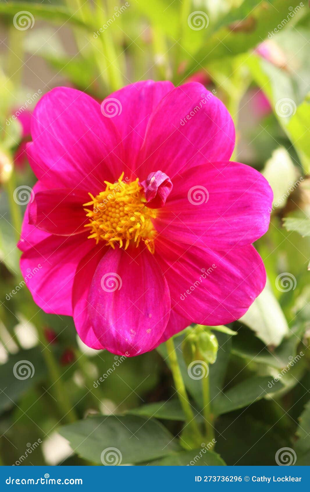 One Pink Cosmo With Blue Sky Background Royalty-Free Stock Photography ...