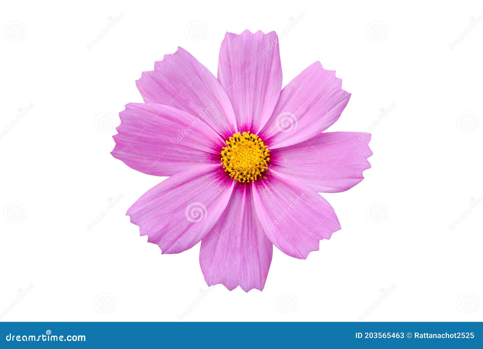 Pink Cosmo Flowers Isolate on White Background Stock Image - Image of ...
