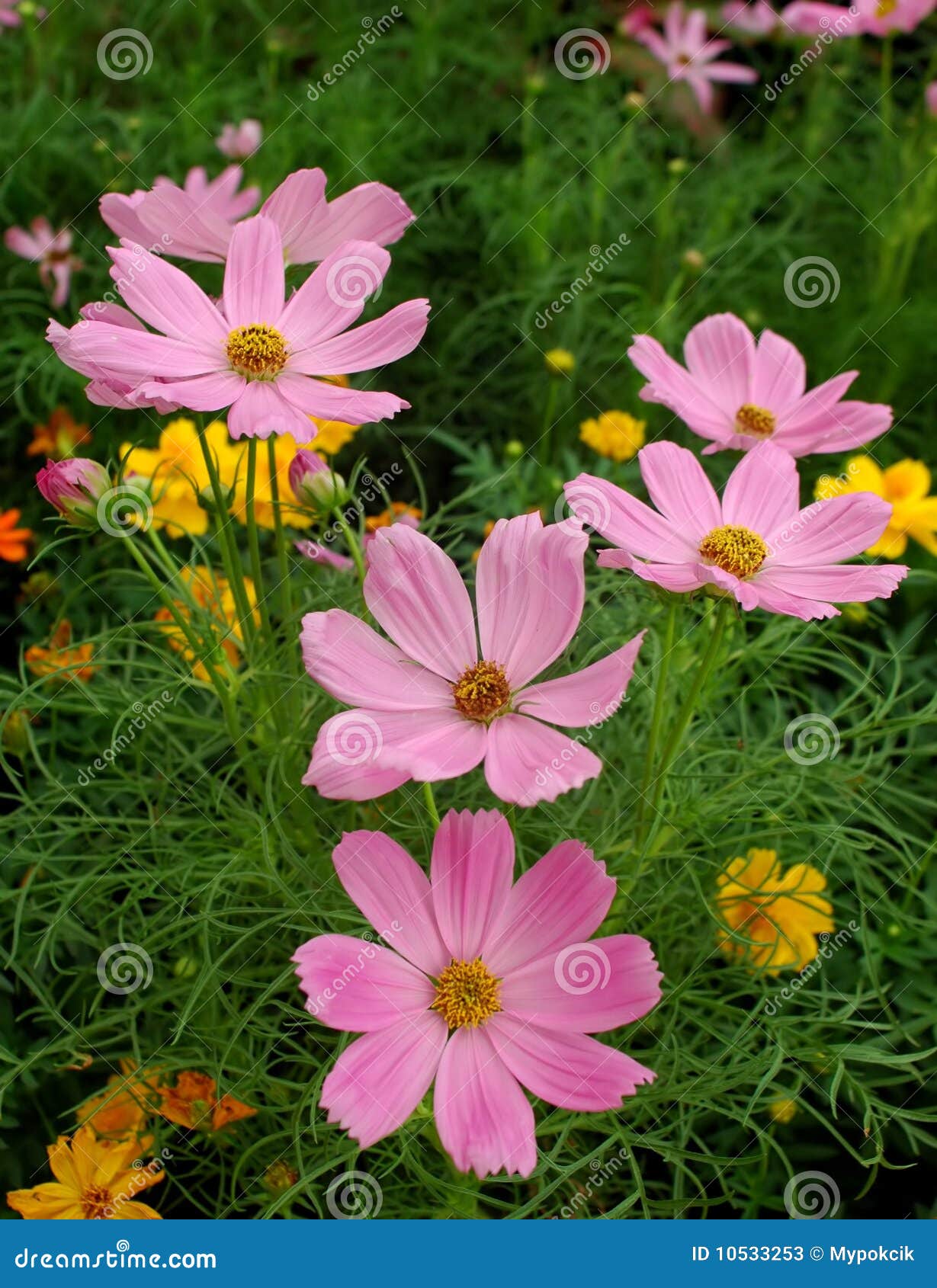 Pink Cosmos stock image. Image of rich, meadow, environment - 10533253
