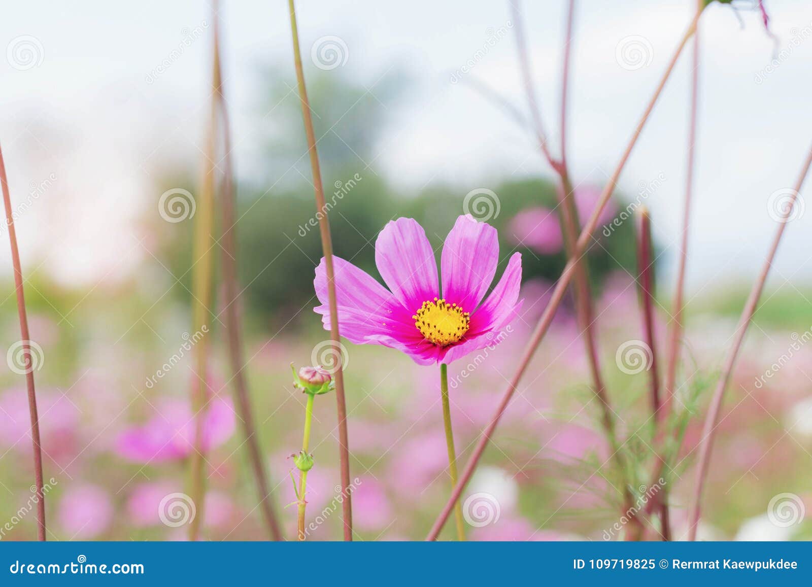 Pink Cosmos with Sunlight at Sky. Stock Image - Image of dried, flora ...