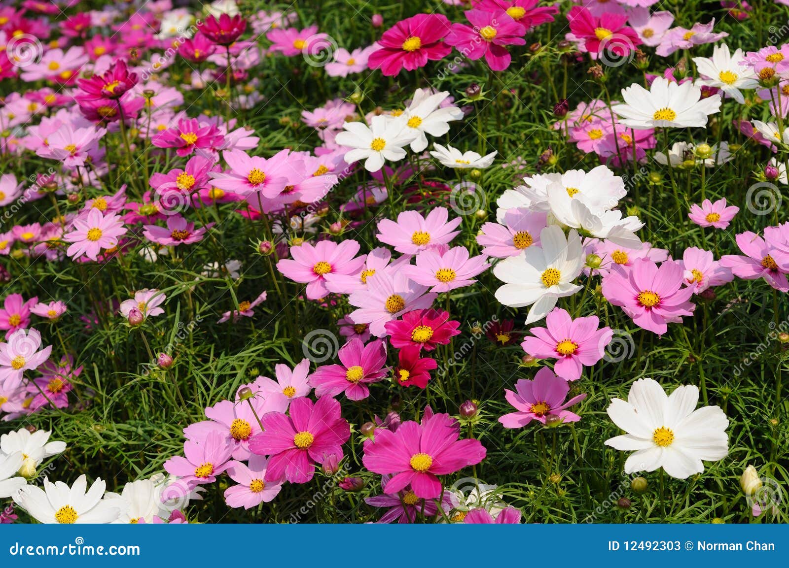 Pink cosmos field stock image. Image of botany, blooming - 12492303