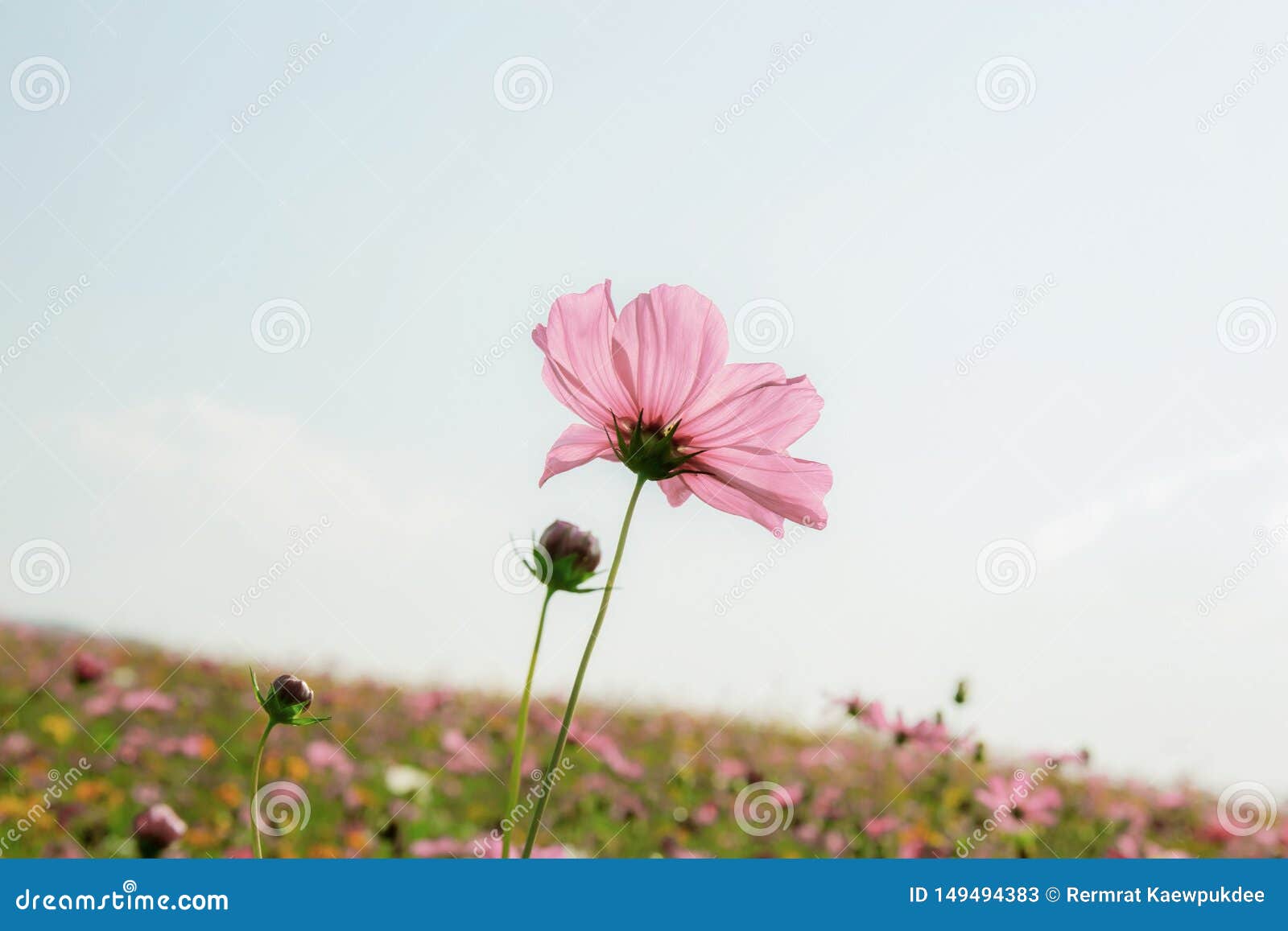 Pink Cosmos on Field at Sky Stock Image - Image of field, blooming ...