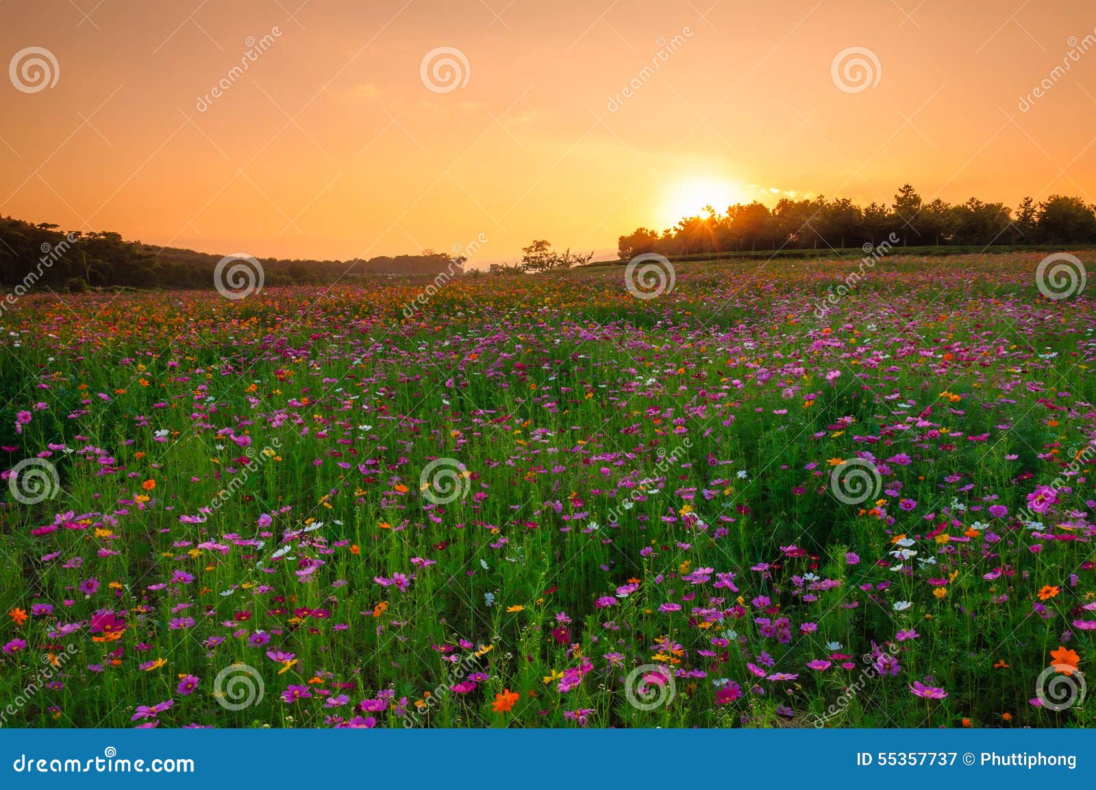 Pink Cosmos Field in Sunset. Stock Image - Image of flowers, calm: 55357737