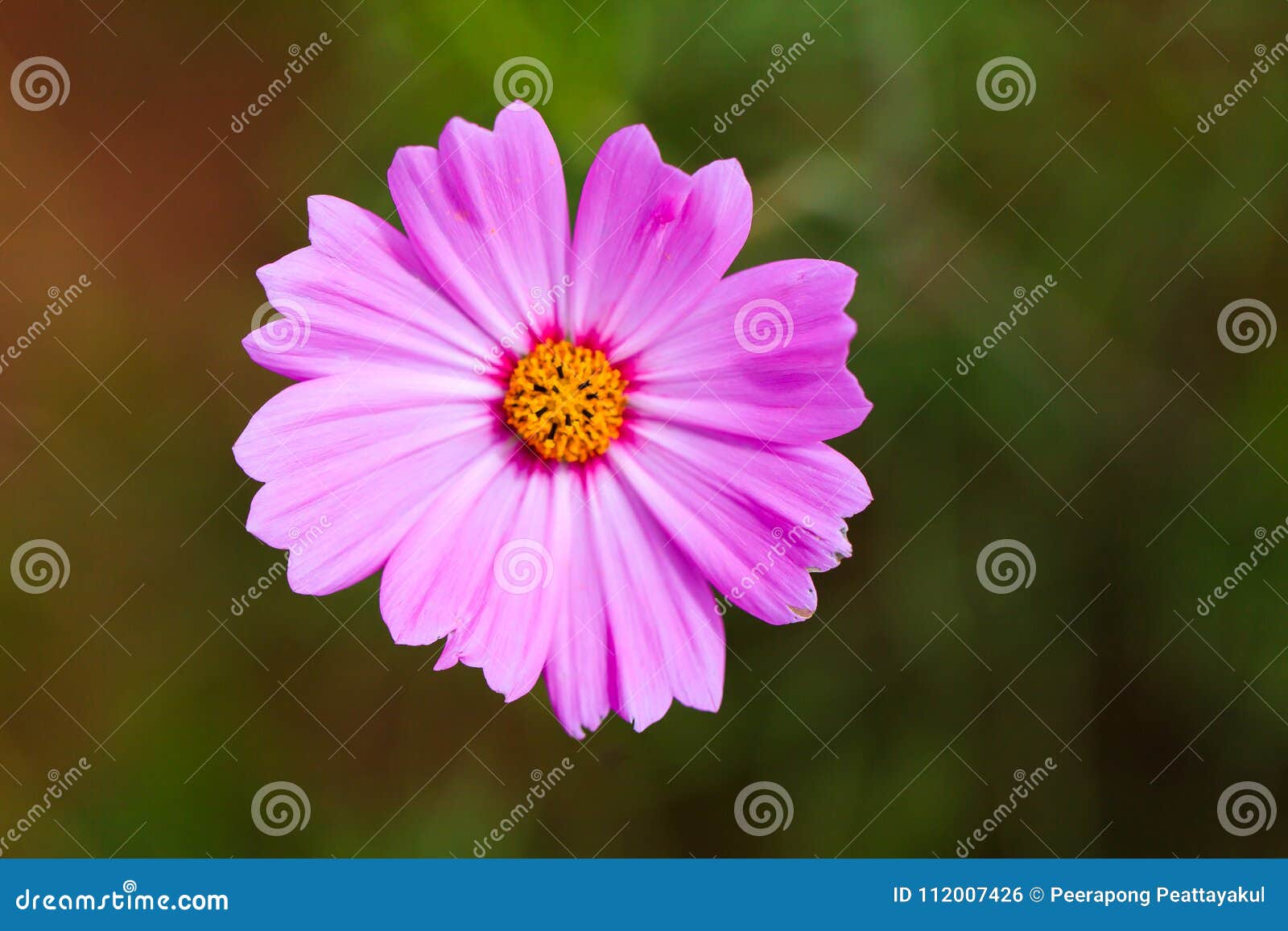 Pink Cosmos Flowe and Flowerbackground. Stock Photo - Image of ...