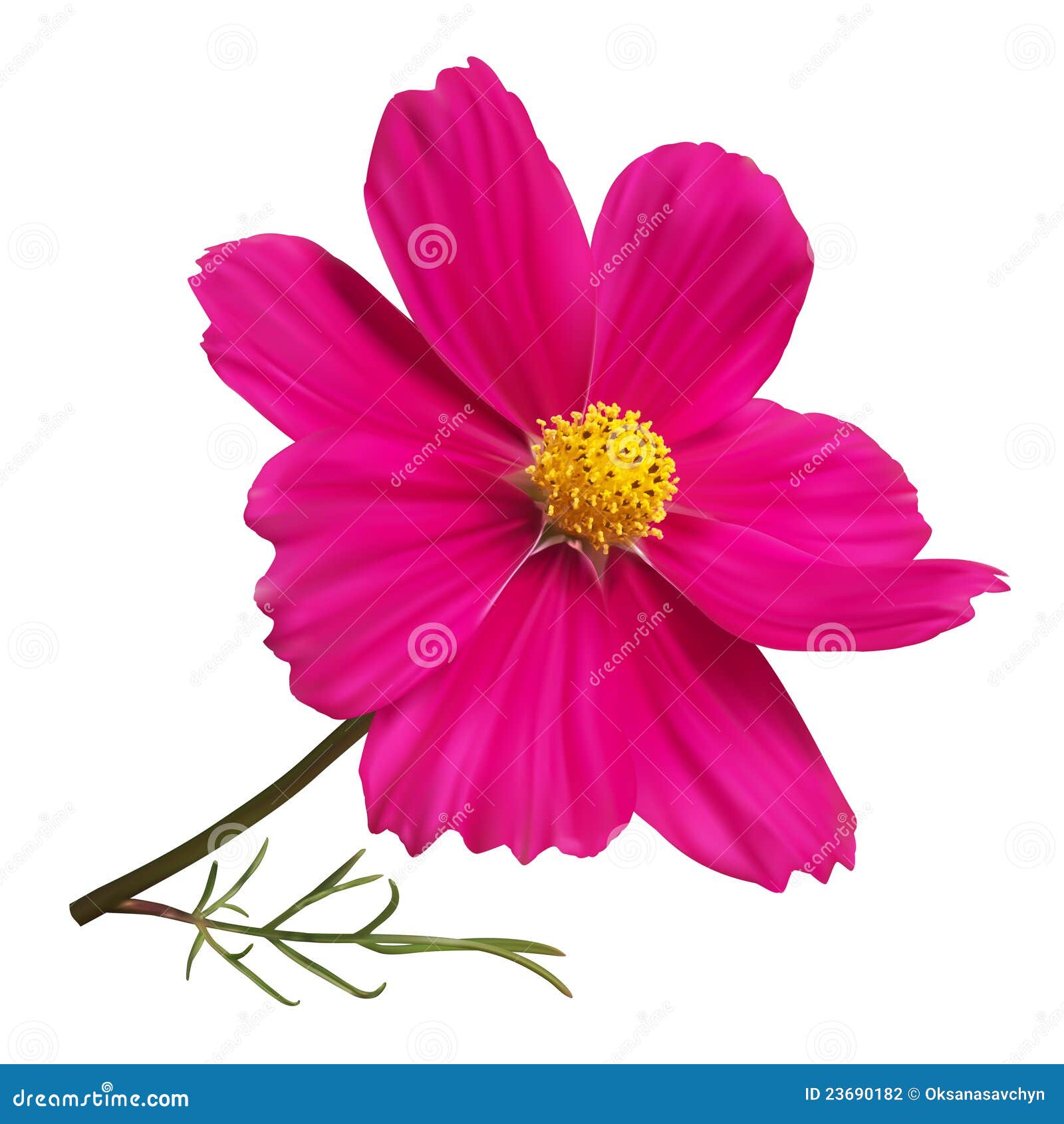 Cosmos Flower Sketch Cartoon Vector | CartoonDealer.com #202423303