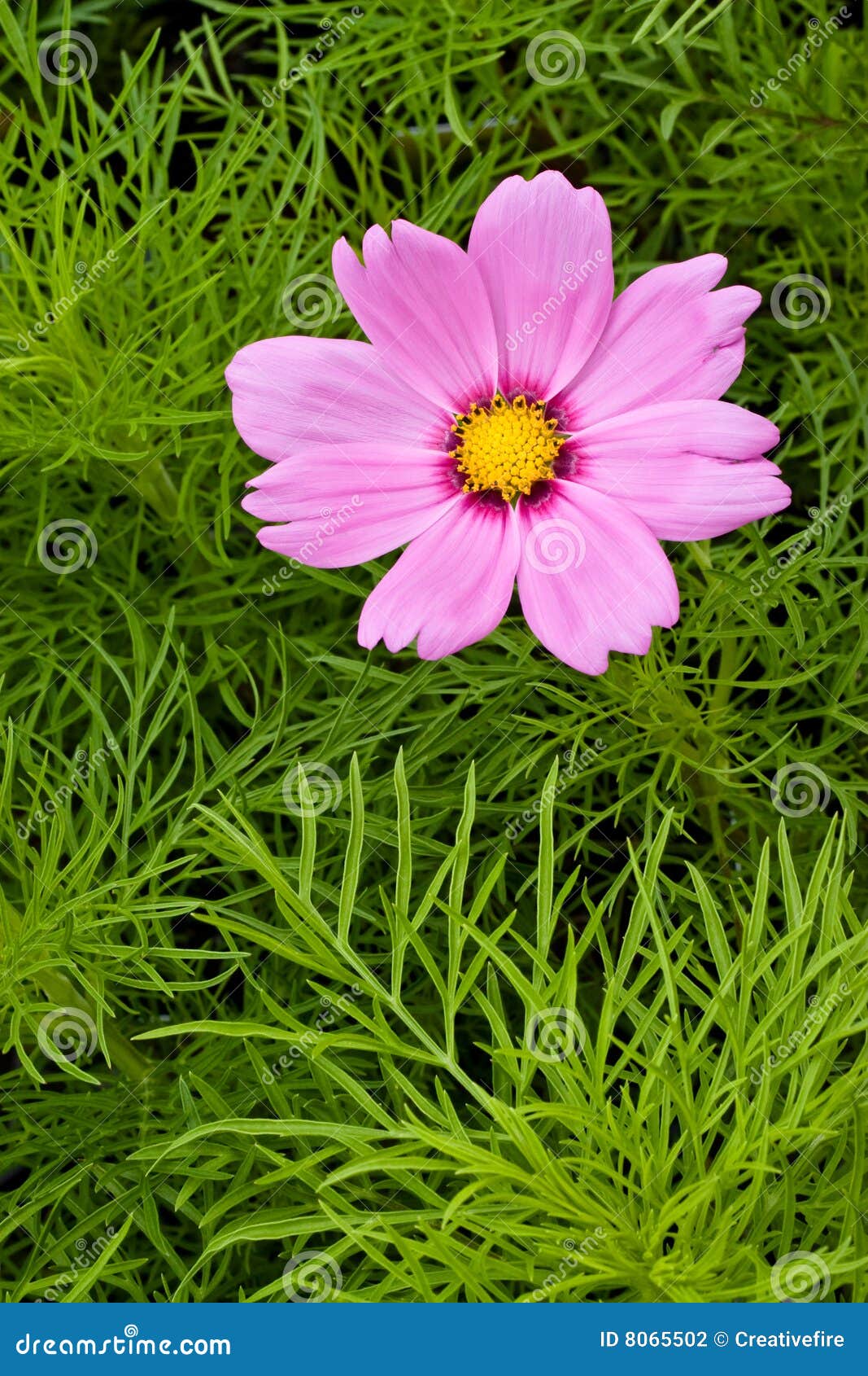 Pink Cosmos Flower stock photo. Image of nature, flora - 8065502