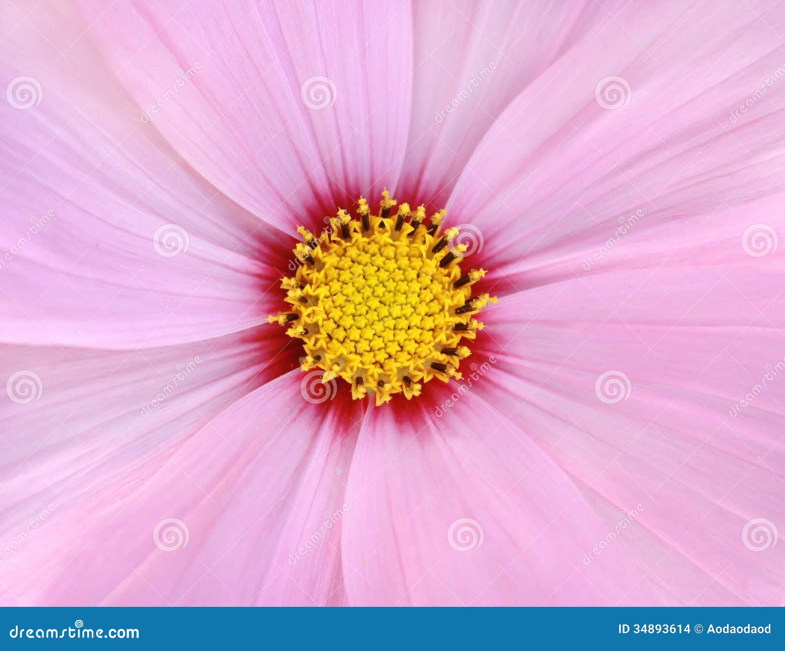 Pink Cosmos Flower Background Stock Photo - Image of bright, pink: 34893614