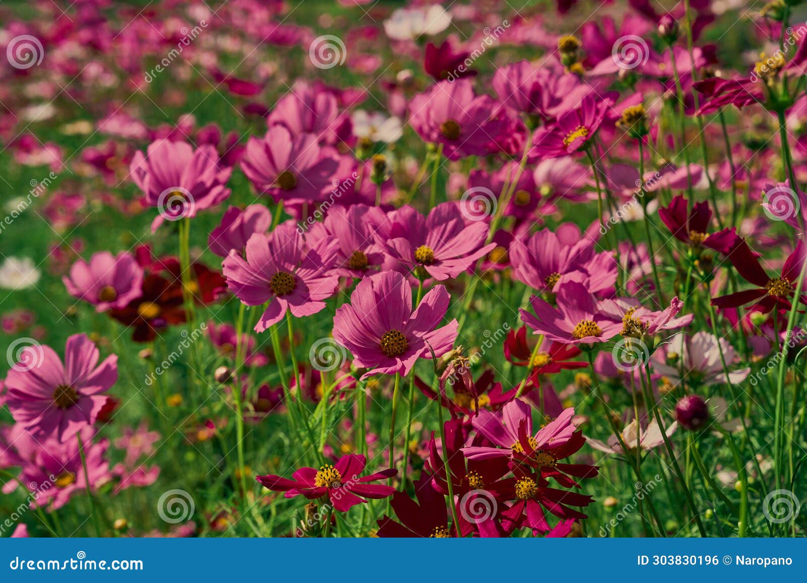 Pink Cosmos Flower with Blue Sky and Cloud Background Stock Photo ...