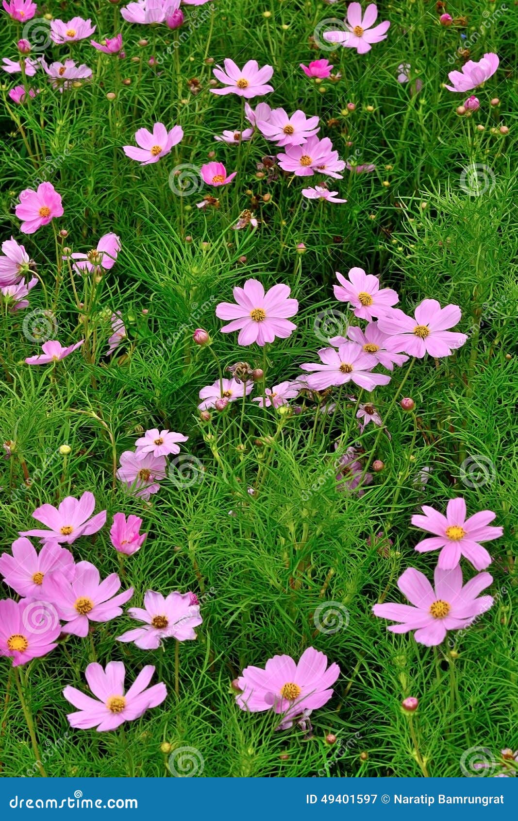 Pink cosmos flower stock image. Image of autumn, celebration - 49401597