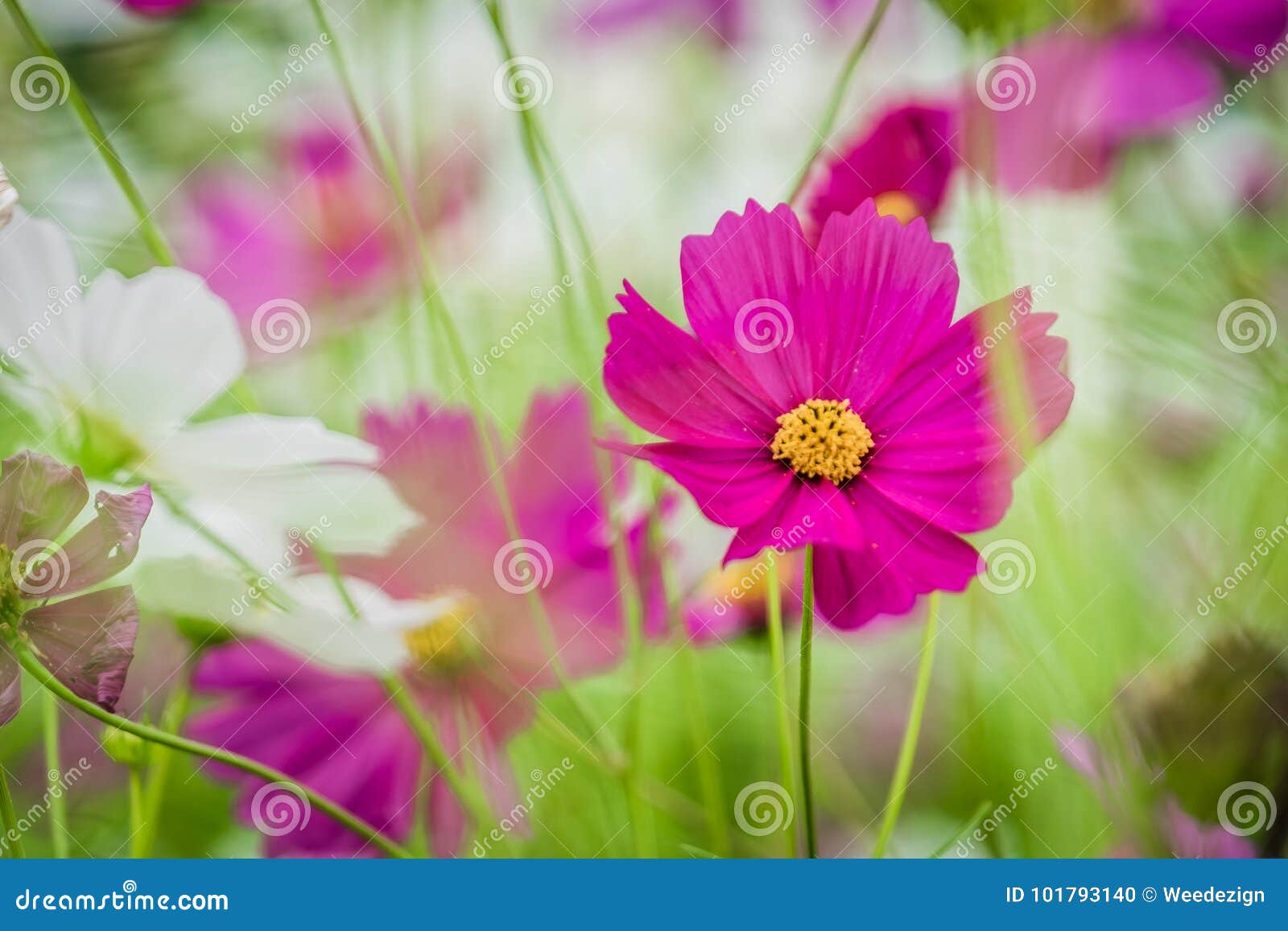 Pink Cosmos Flower,spring Background Stock Photo - Image of fresh ...