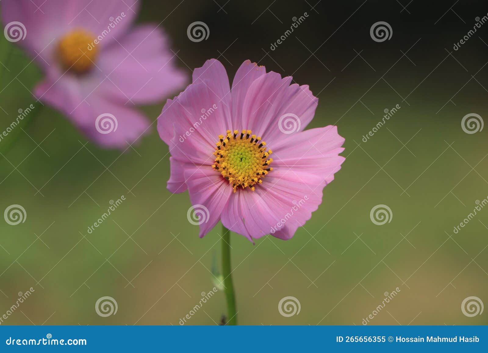 Pink Cosmos Flower in Sweet Light in a Garden Stock Image - Image of ...