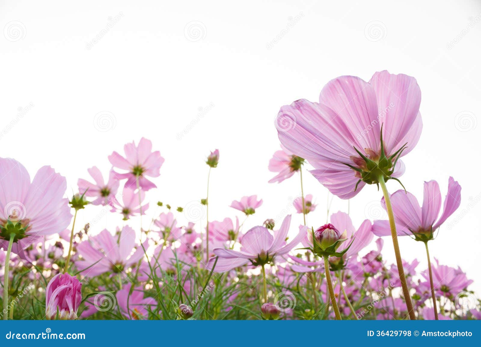 Pink Cosmos flower stock photo. Image of countryside - 36429798
