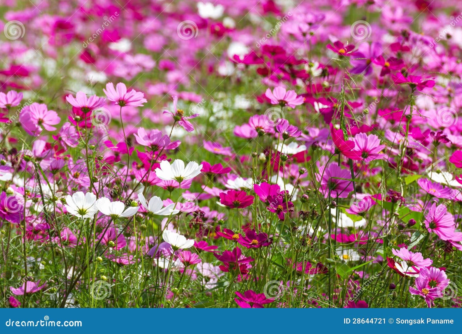 Pink cosmos flowers stock image. Image of natural, agriculture - 28644721