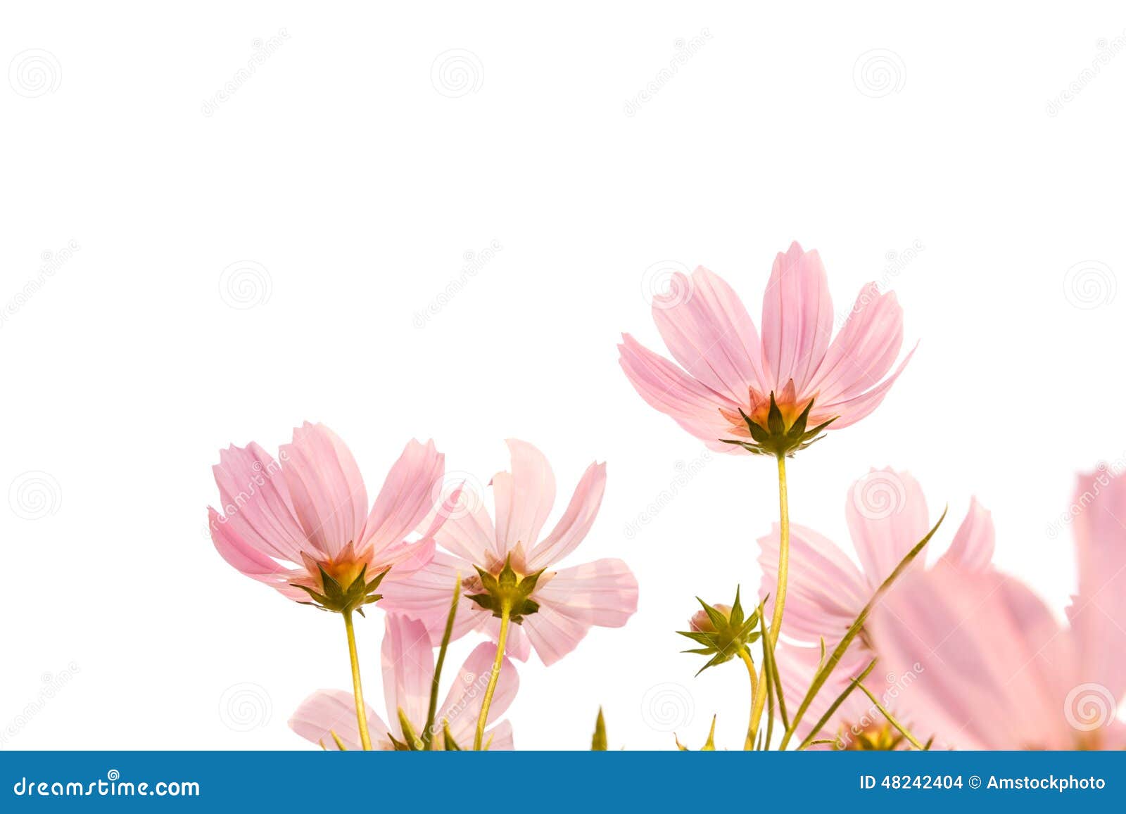 Pink Cosmos Flowers On White Background Stock Photo - Image of petal ...