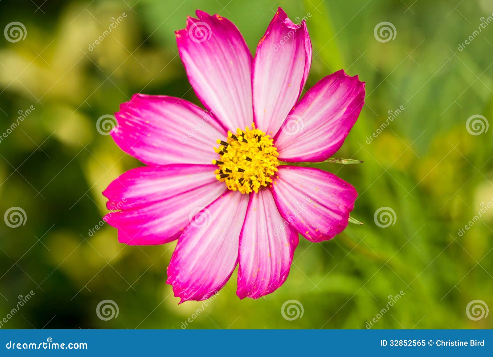 Pink Cosmos stock image. Image of defocussed, white, luminosity - 32852565