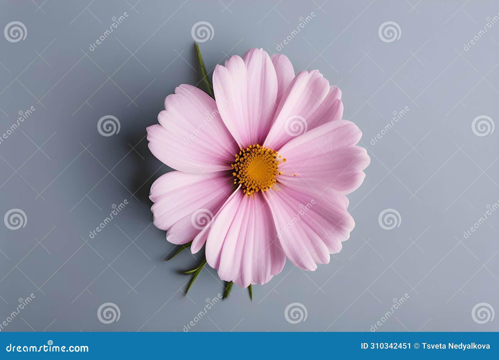 Pink Cosmos Head on a Plain Grey Background, Single Flower Wallpaper ...