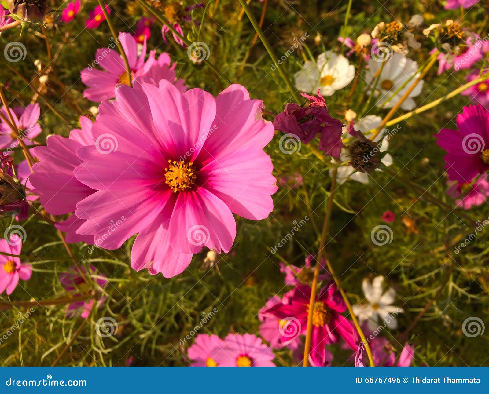 Pink cosmos stock photo. Image of calm, beauty, landscape - 66767496