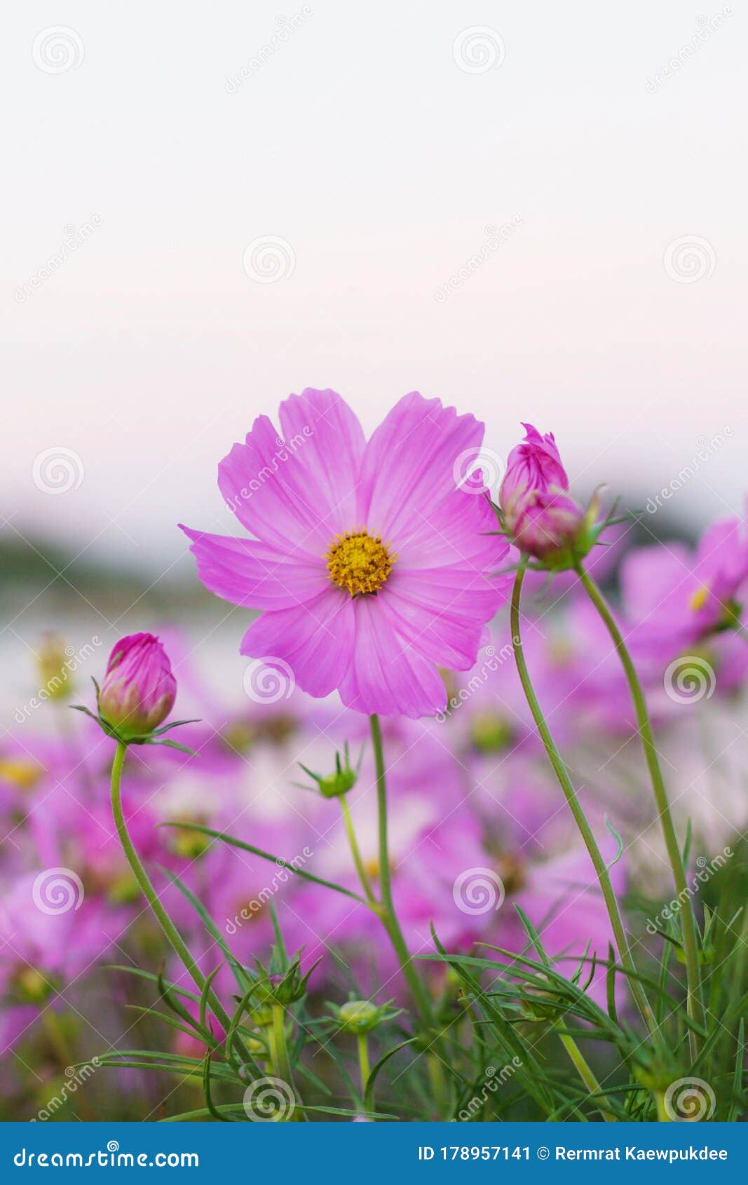 Pink cosmos at sky stock image. Image of beautiful, spring - 178957141
