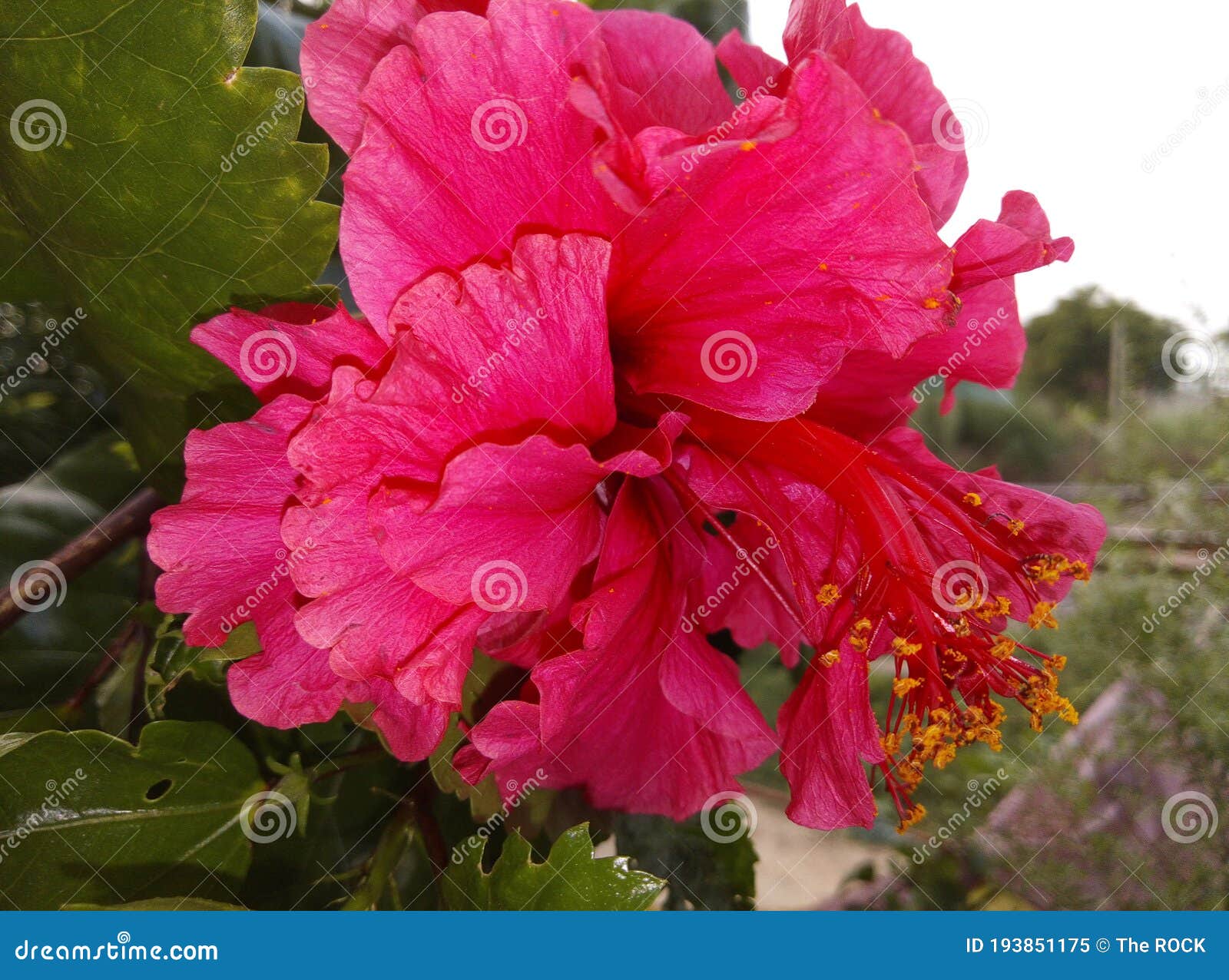 Pink couler flower stock image. Image of plants, pink - 193851175