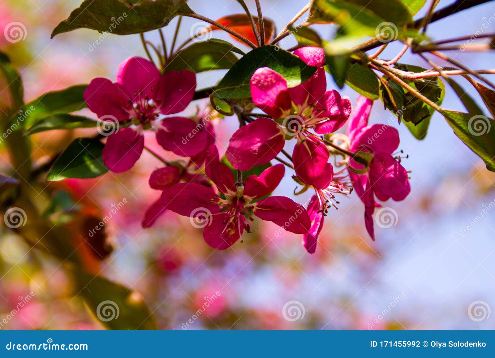 Pink Crab-apple Blossoms on Tree Branch on Spring Stock Photo - Image ...