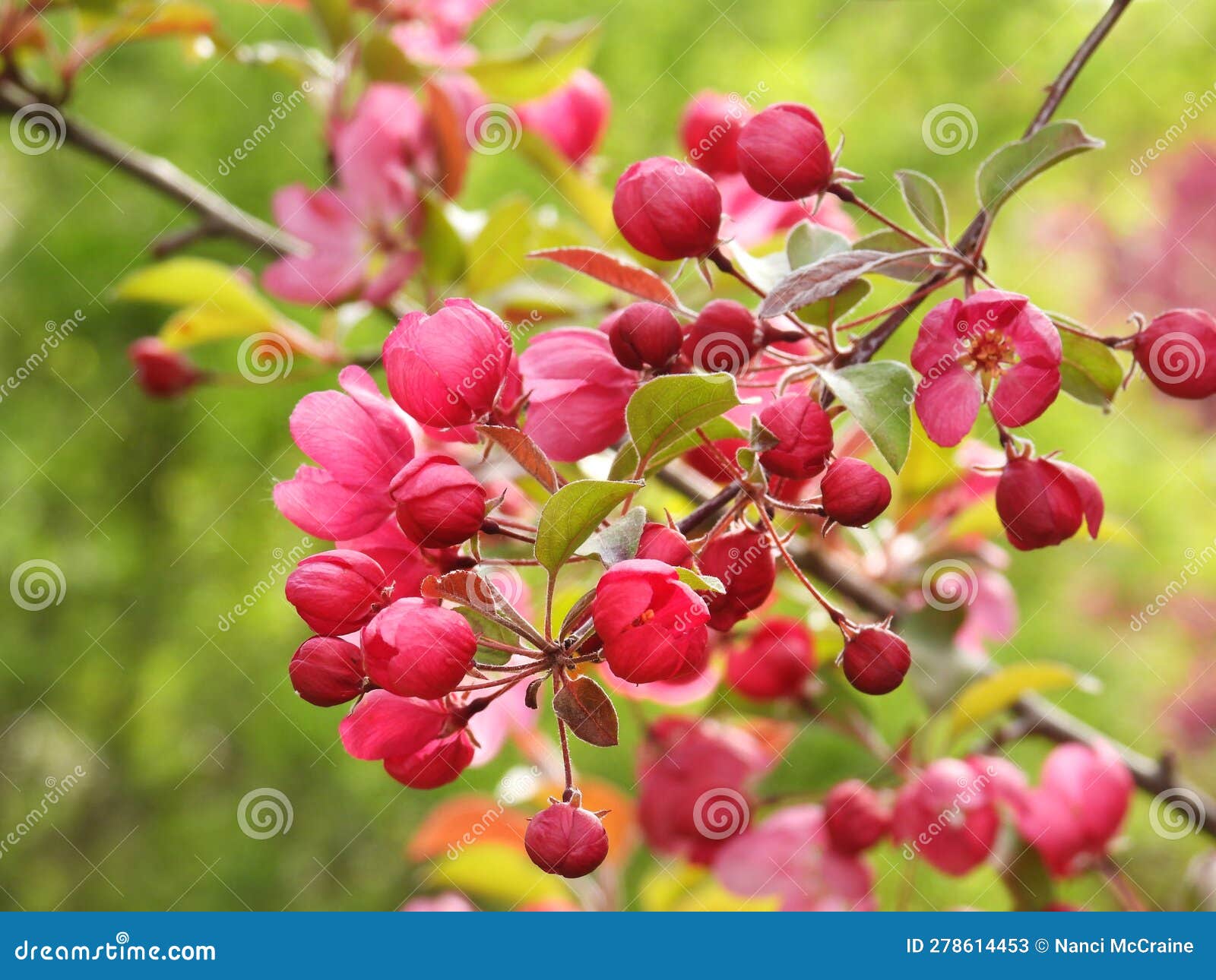 Pink Crabapple Round Buds Opening in Springtime Stock Image - Image of ...