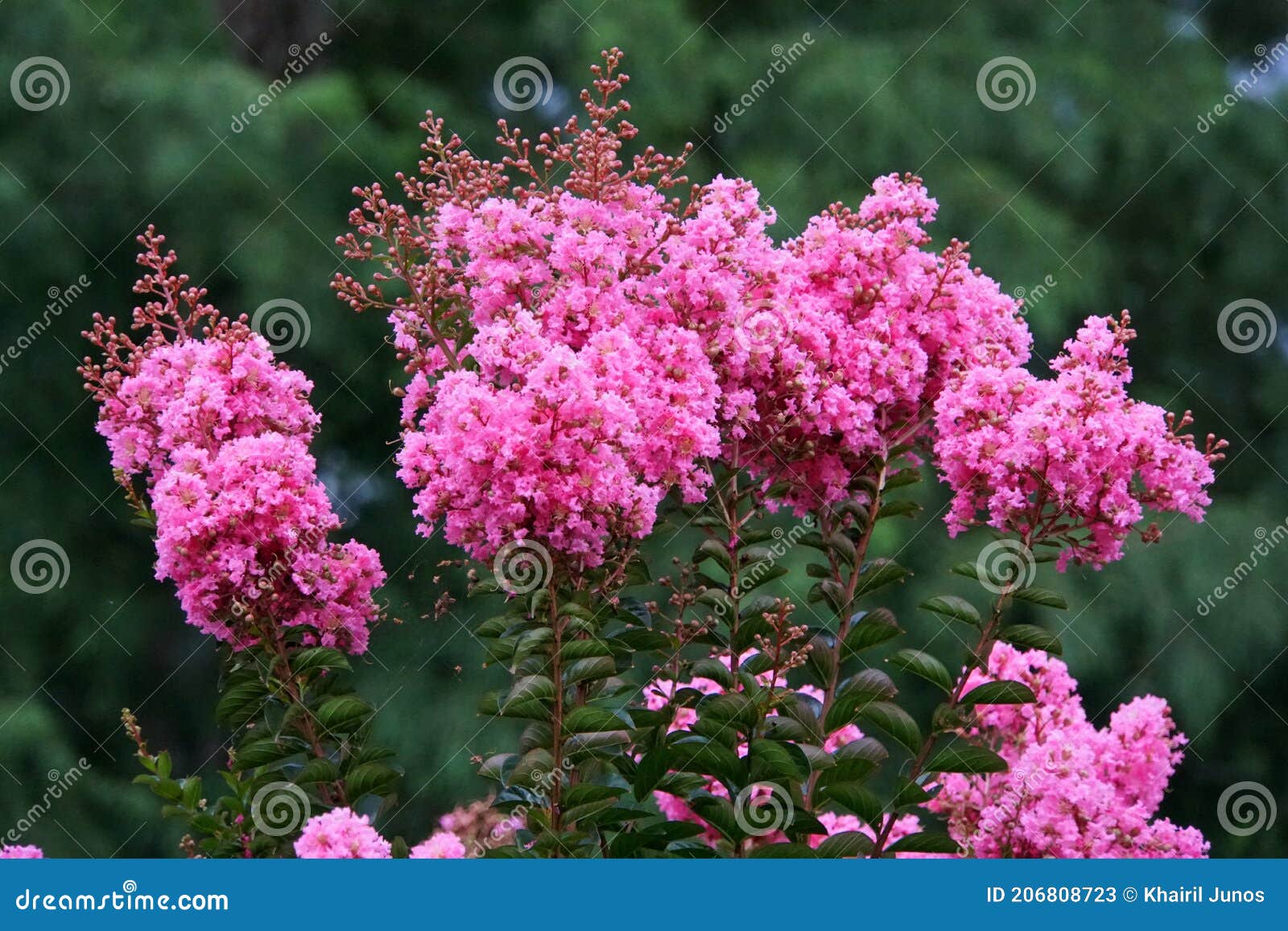 Pink Crape Myrtle Lagerstroemia Speciosa Or Jarul Flower With Sunset ...