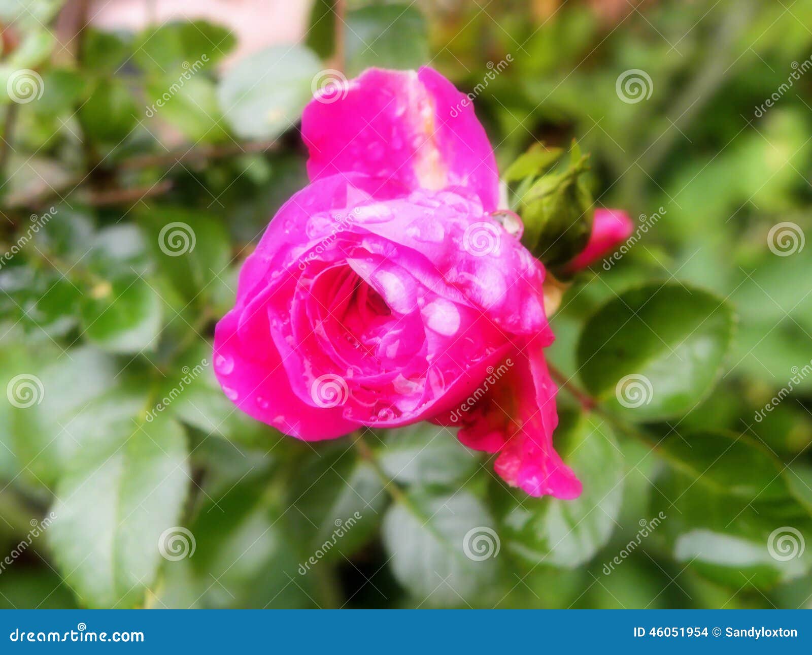Pink Creeper Rose with Raindrops Stock Photo - Image of roses, southern ...