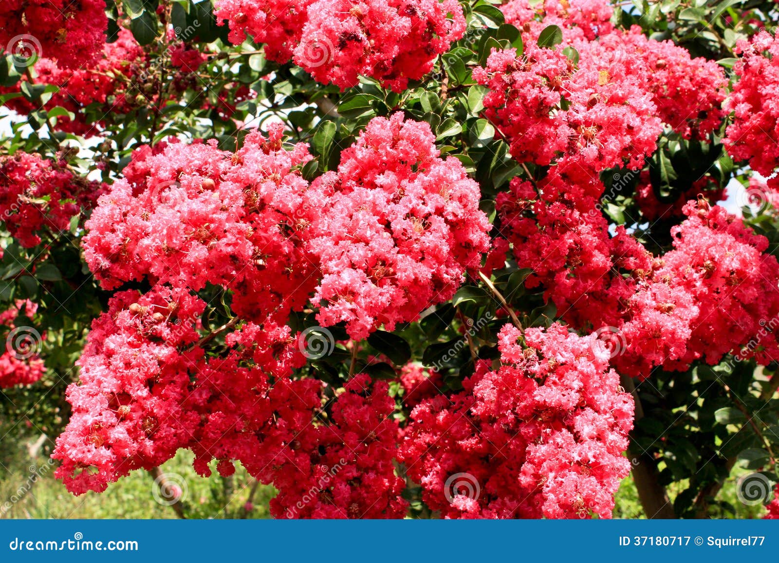 Pink Crepe Myrtle Flowers on Tree Stock Image - Image of flora, petal ...