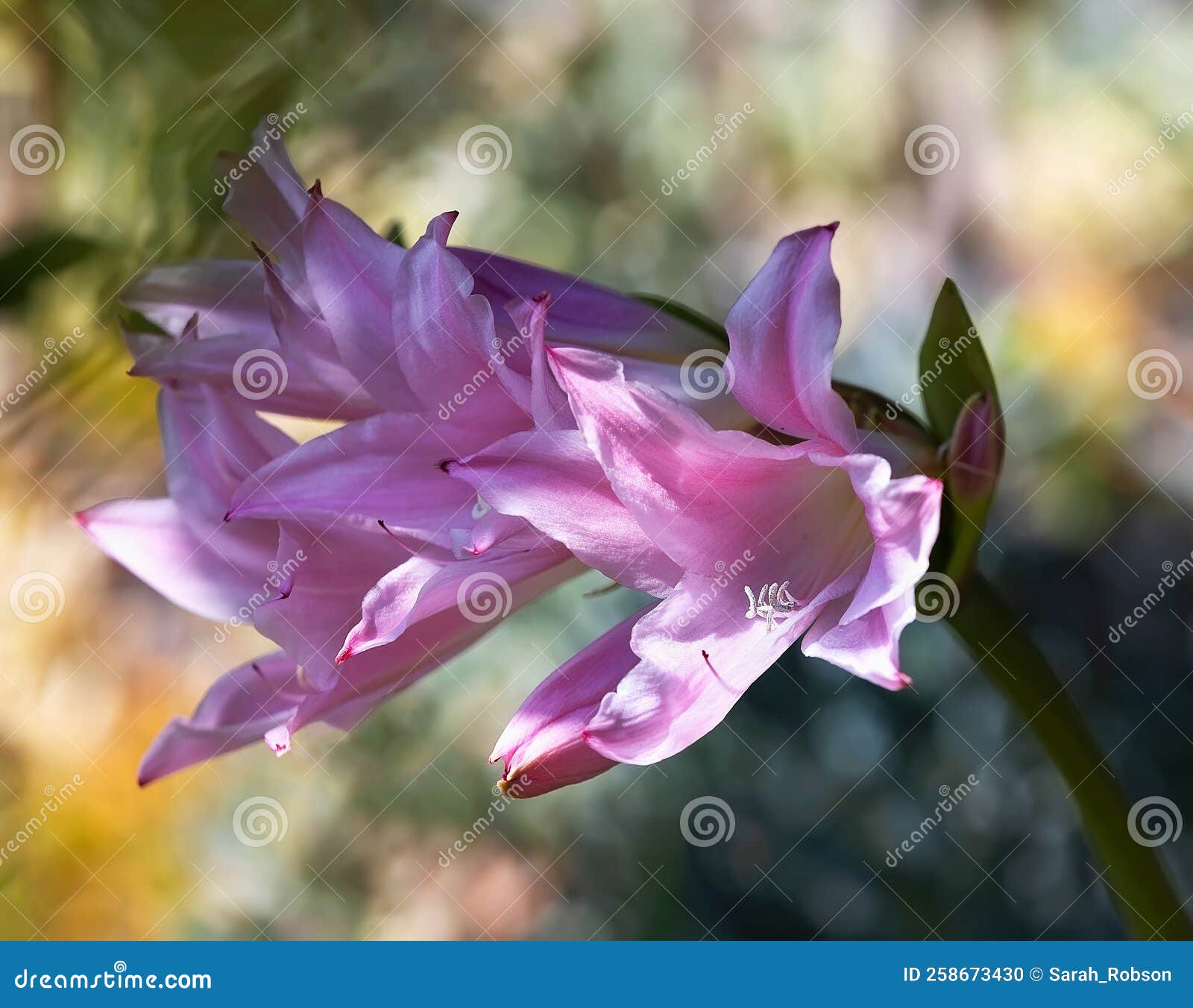 Pink Crinum Lily in bloom stock photo. Image of natural - 258673430