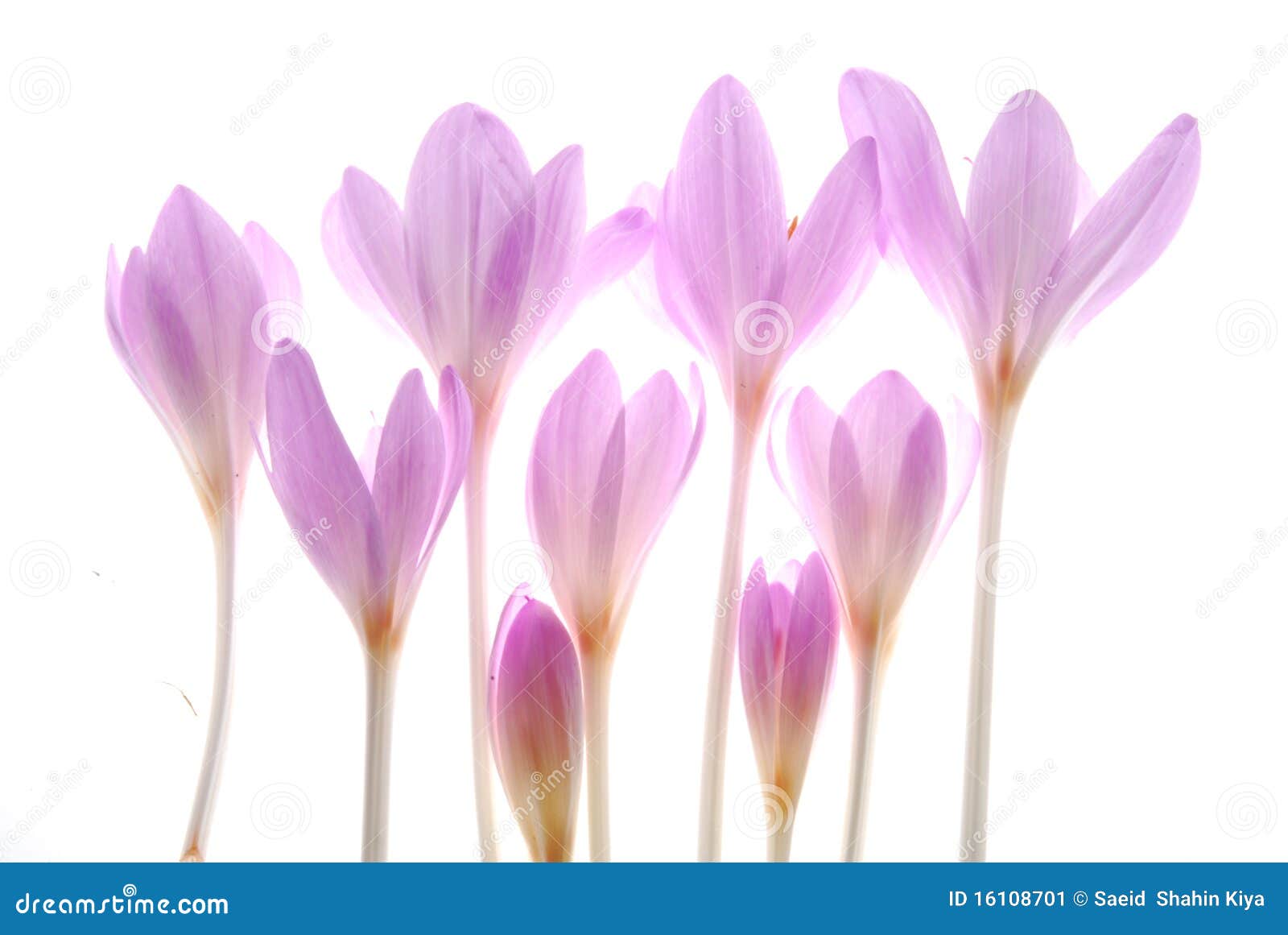 Pink crocus stock image. Image of leaves, magenta, botanical - 16108701