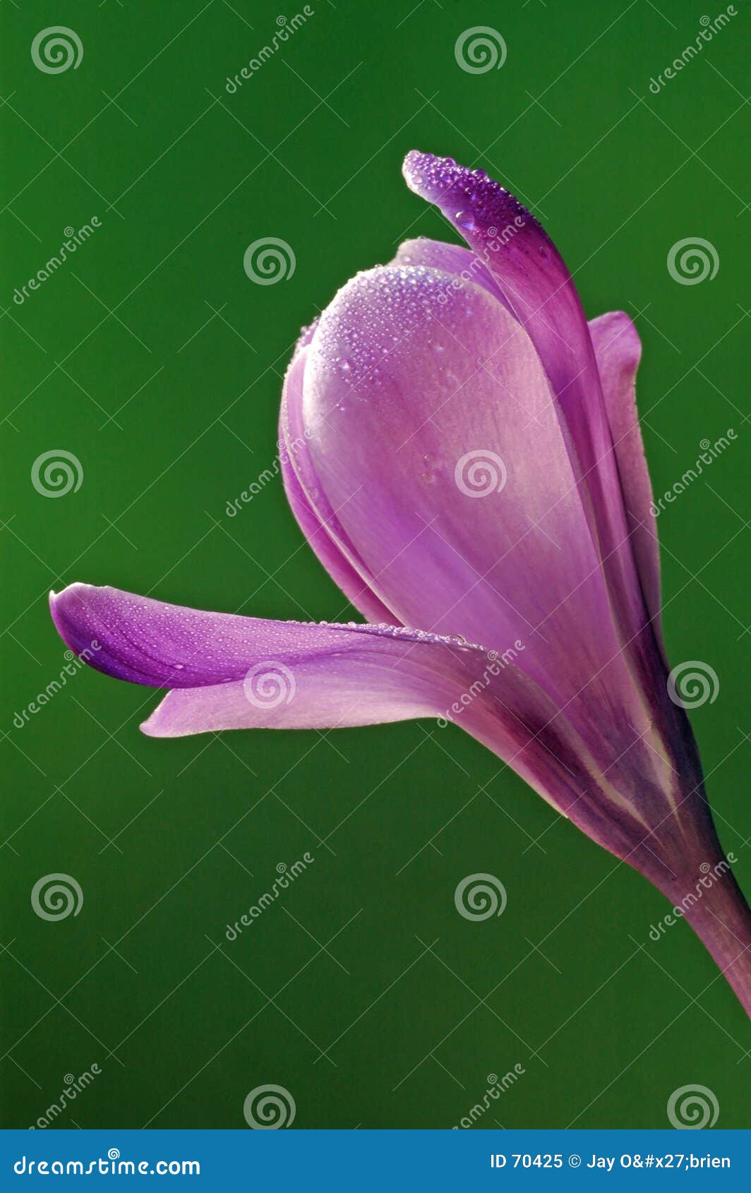 Pink crocus stock image. Image of raindrops, fine, rain - 70425