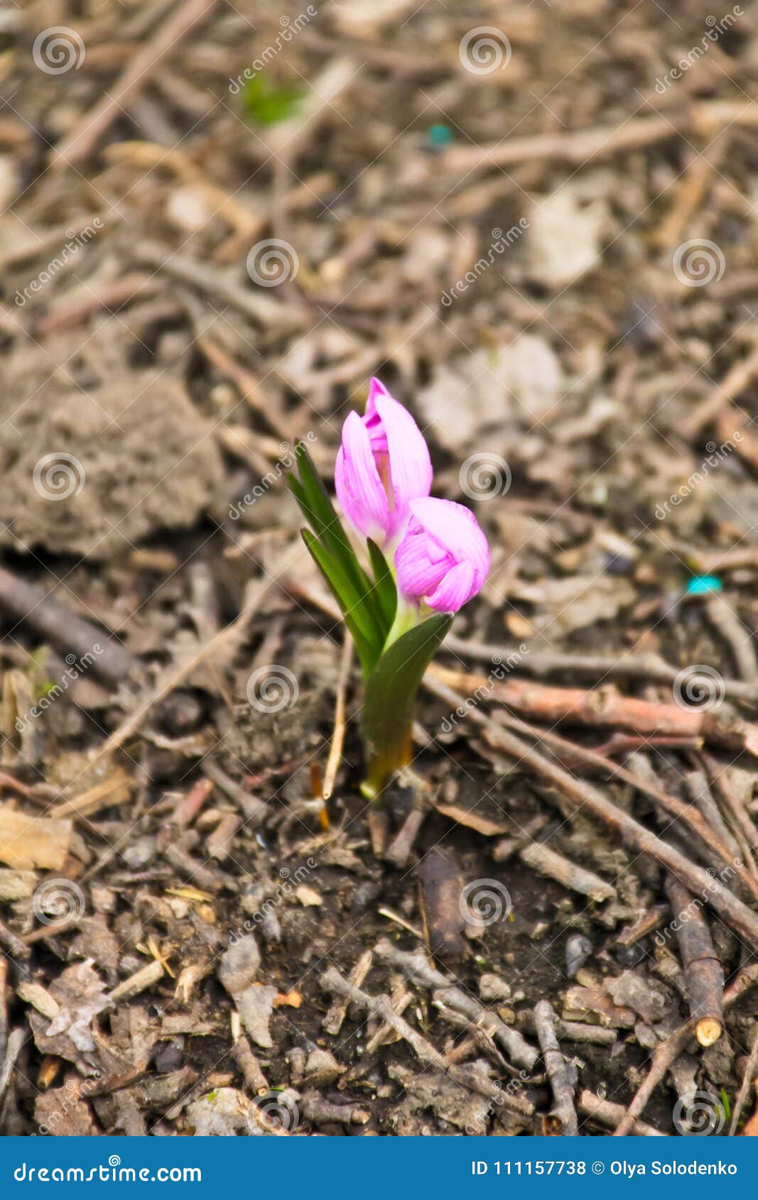 Pink Crocus Flower on Early Spring Stock Photo - Image of ground ...