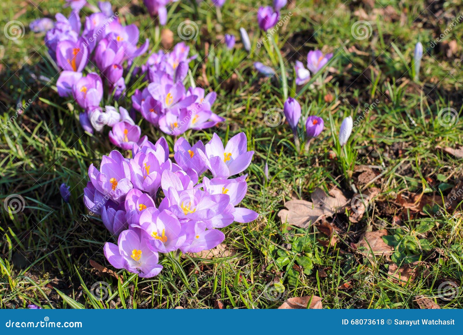 Pink Crocus Flower on Green Stock Photo - Image of season, crocus: 68073618