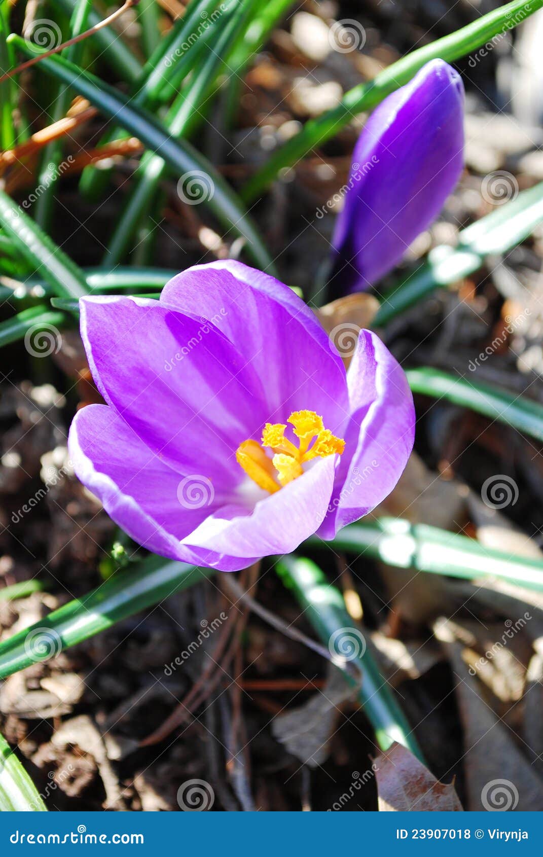 Pink crocus flowers stock photo. Image of bloomers, blooming - 23907018