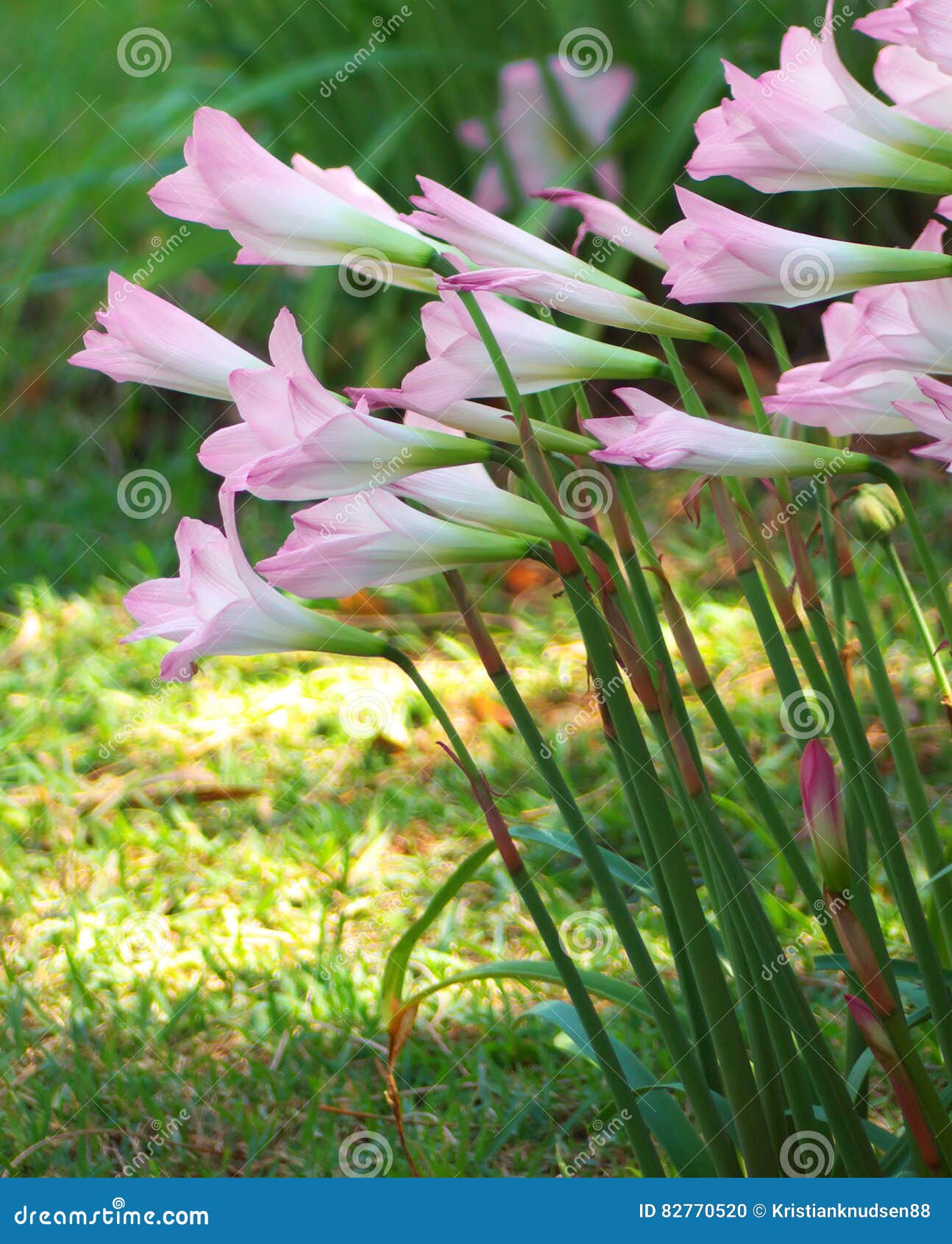 Pink Crocus Flowers stock photo. Image of leaning, elegant - 82770520