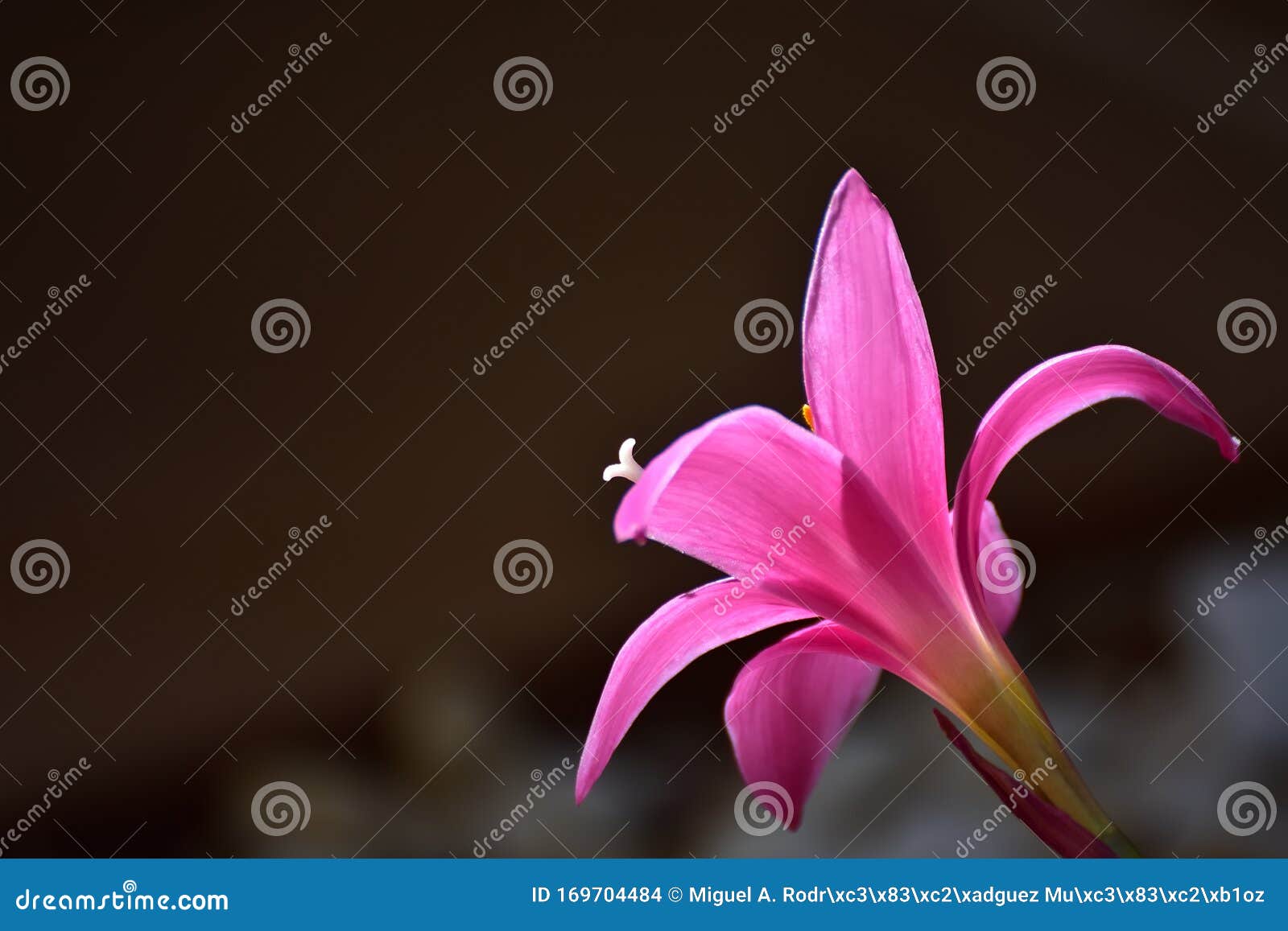 Pink Crocus with Morning Light Stock Photo - Image of pink, nature ...